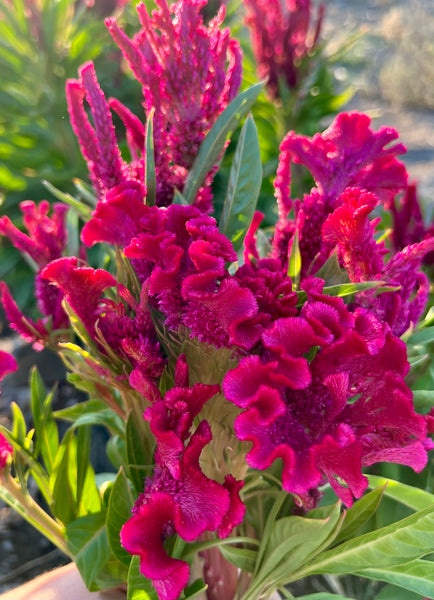 Cockscomb, Amish – Snake River Seed Cooperative