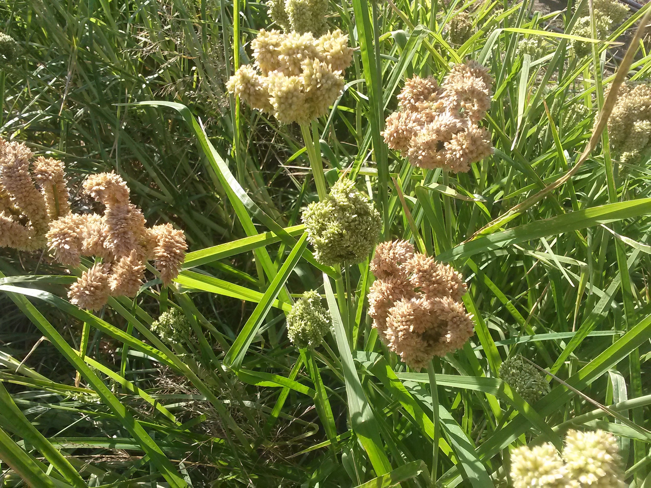 Finger Millet Plant