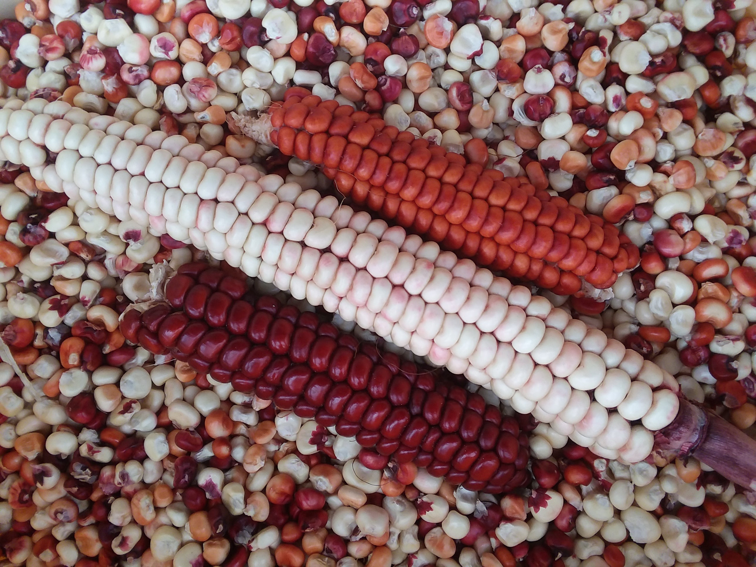 Corn, Magic Manna – Snake River Seed Cooperative