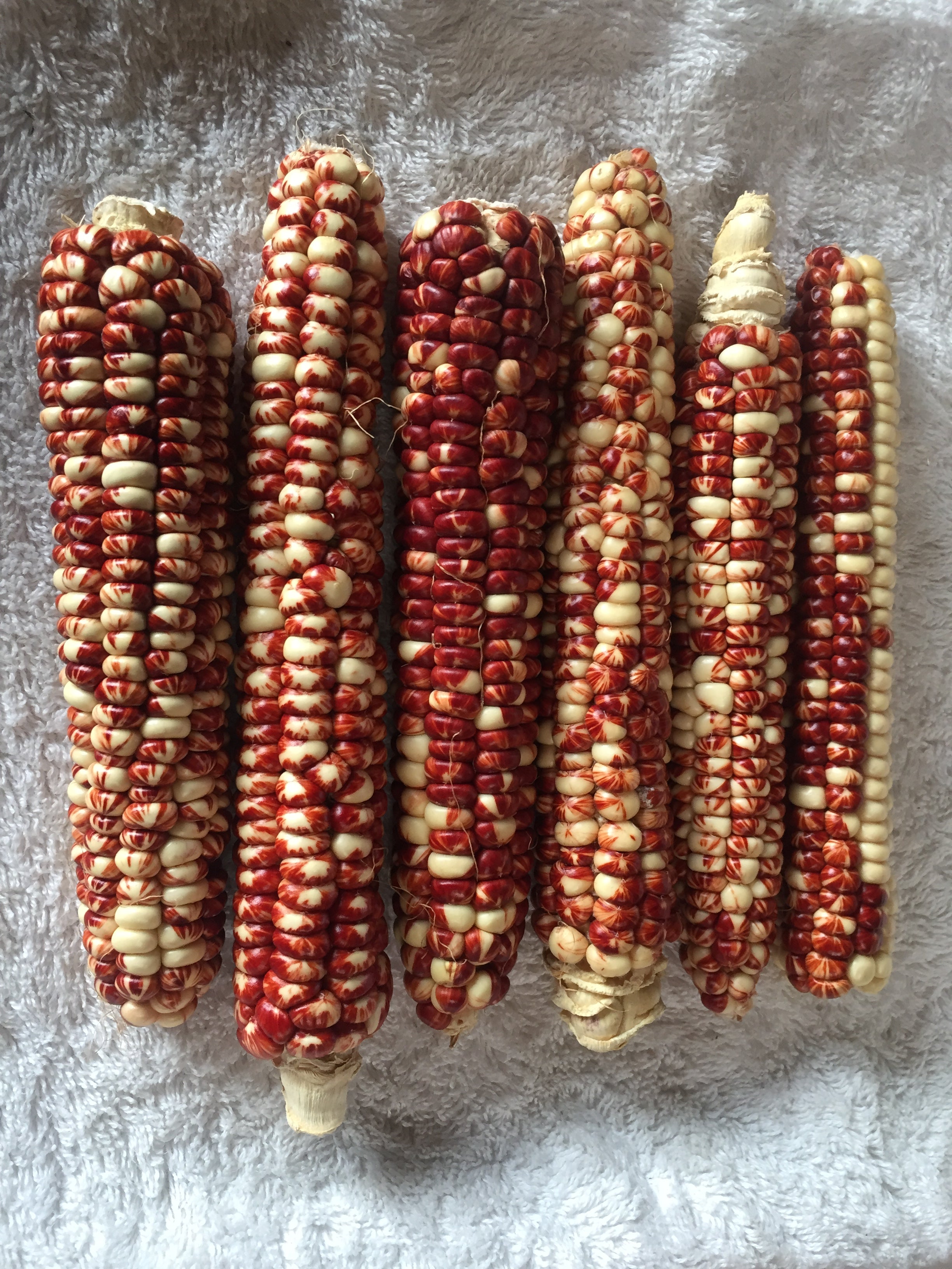 Corn, Starburst Manna Parching – Snake River Seed Cooperative