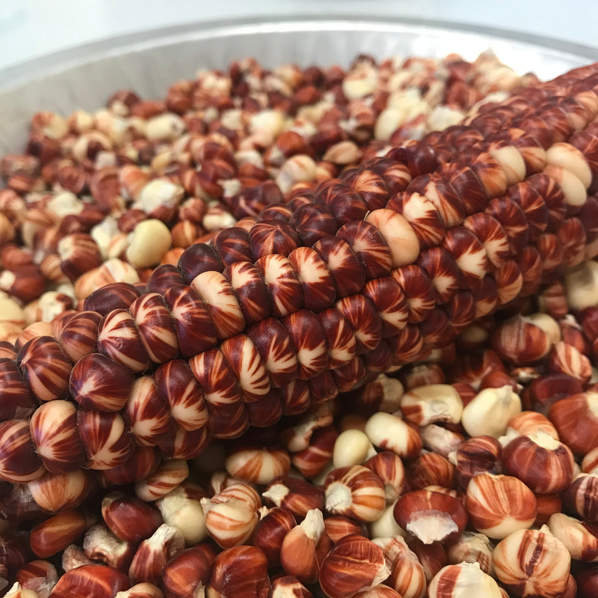 Corn, Starburst Manna Parching – Snake River Seed Cooperative