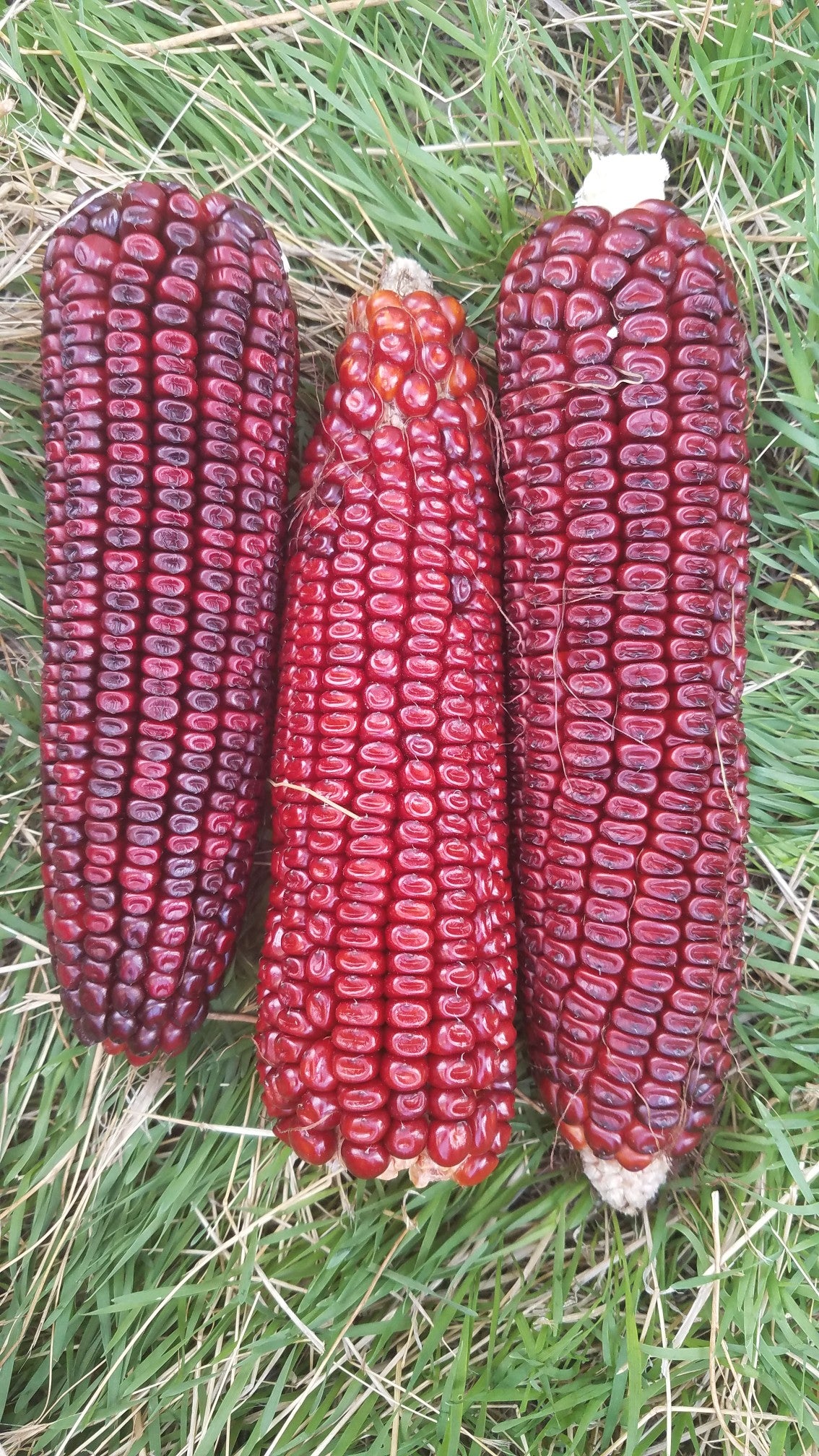Corn, Bloody Butcher – Snake River Seed Cooperative