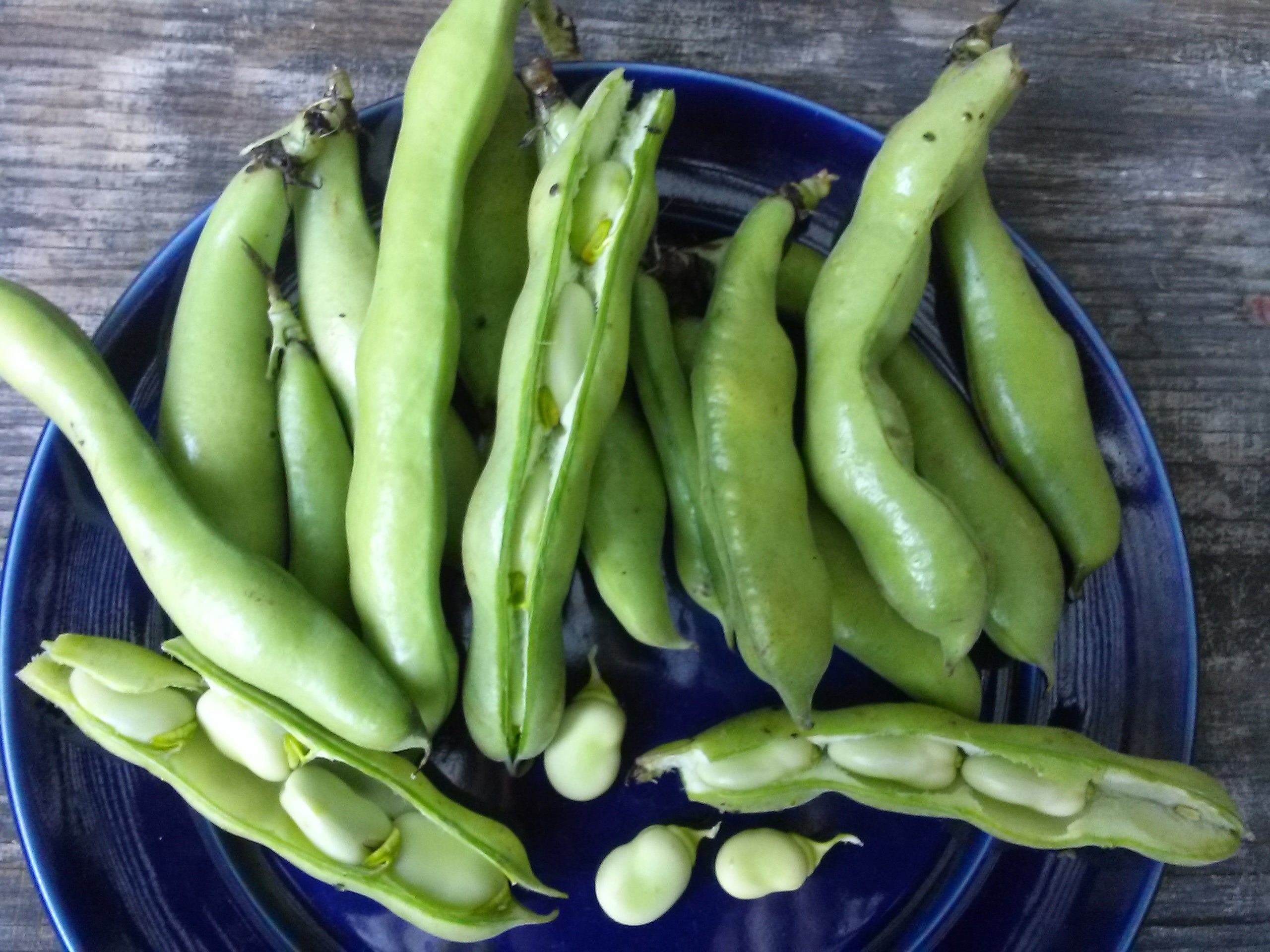 Bean, Windsor Fava – Snake River Seed Cooperative