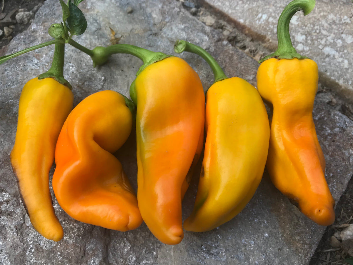 Pepper, Gatherer's Gold – Snake River Seed Cooperative