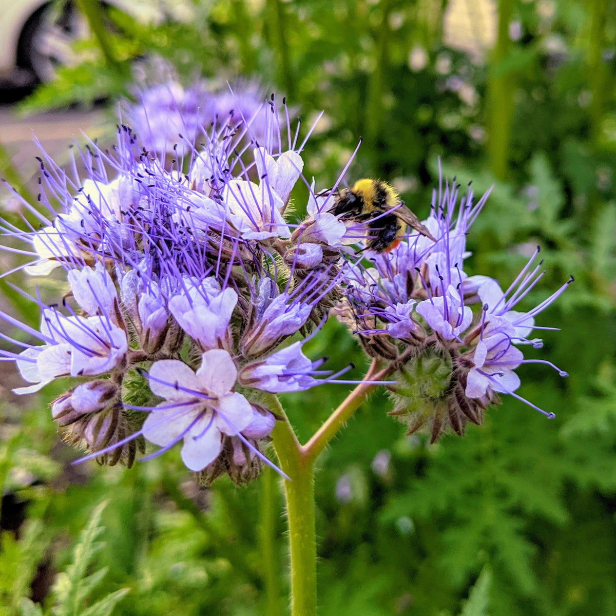 Bee Friend – Snake River Seed Cooperative