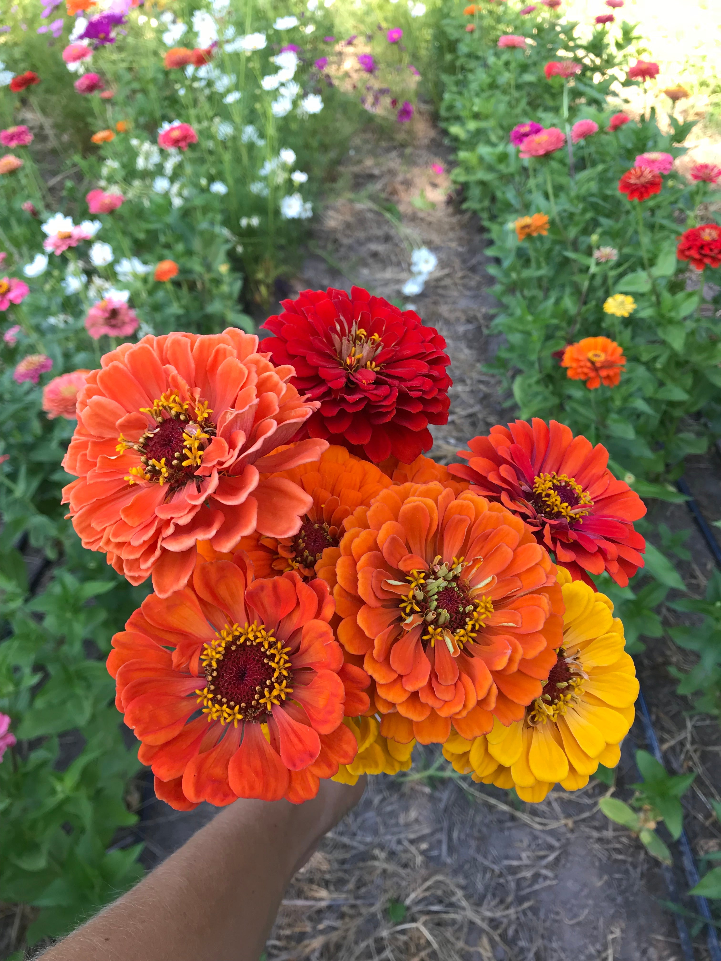 Zinnia, State Fair – Snake River Seed Cooperative