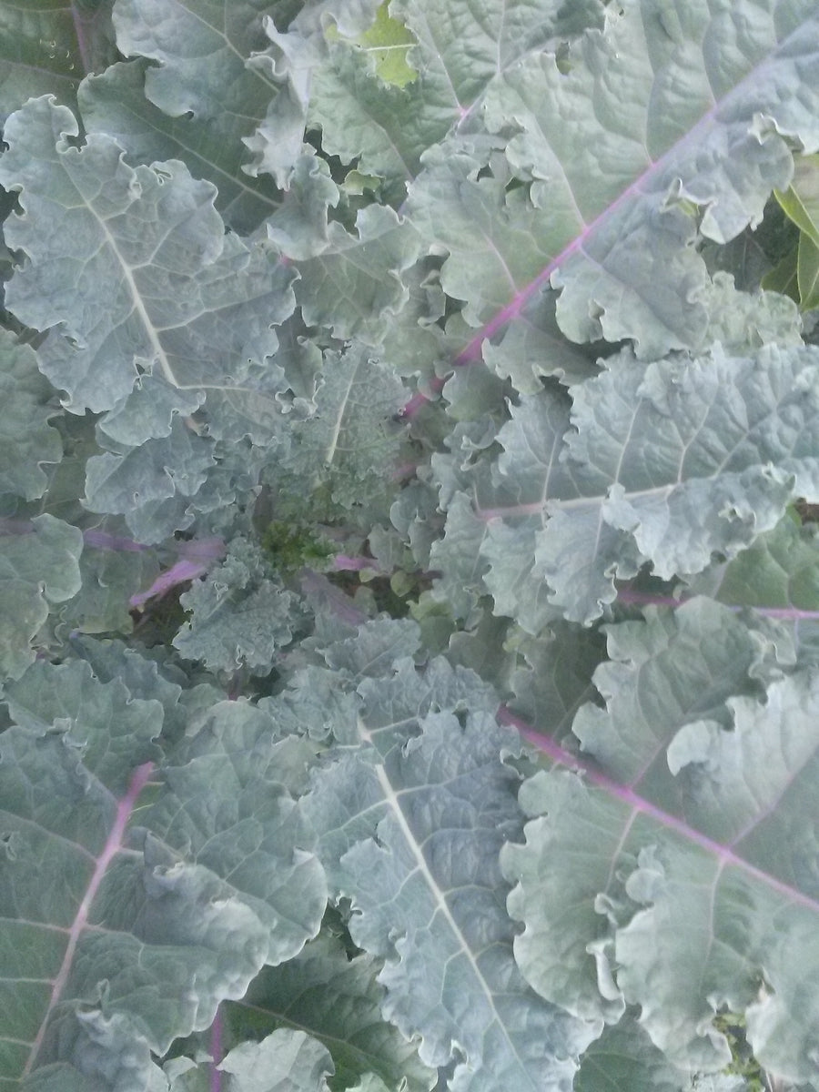 Kale, Rainbow Lacinato – Snake River Seed Cooperative
