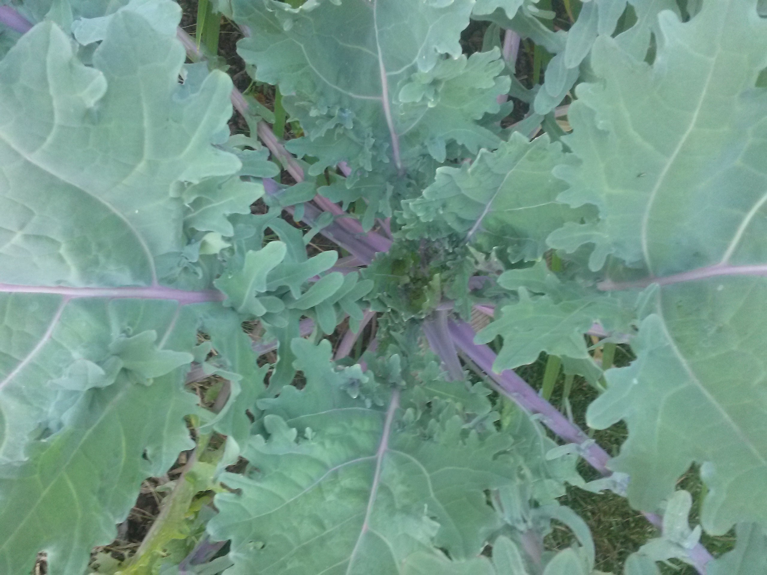 Kale, Red Russian – Snake River Seed Cooperative