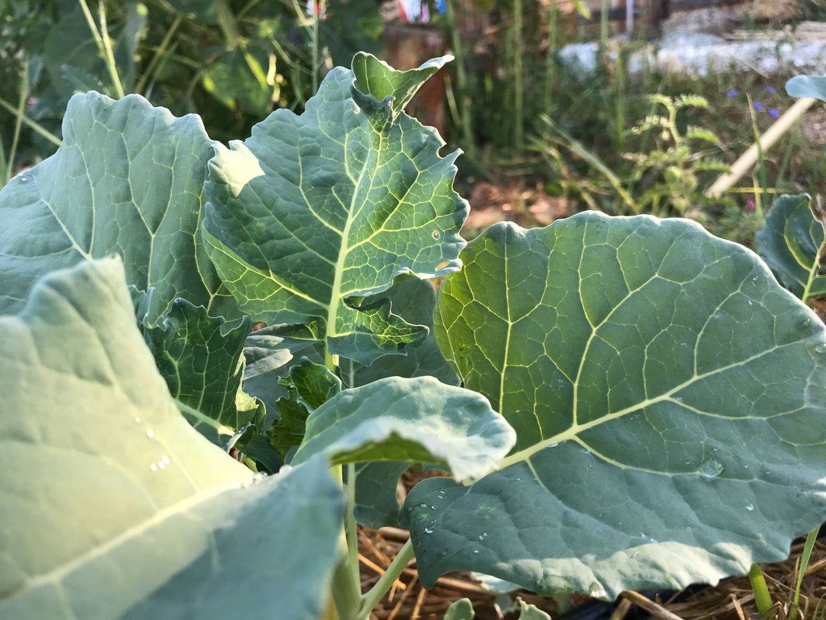 Kale, Smooth German – Snake River Seed Cooperative