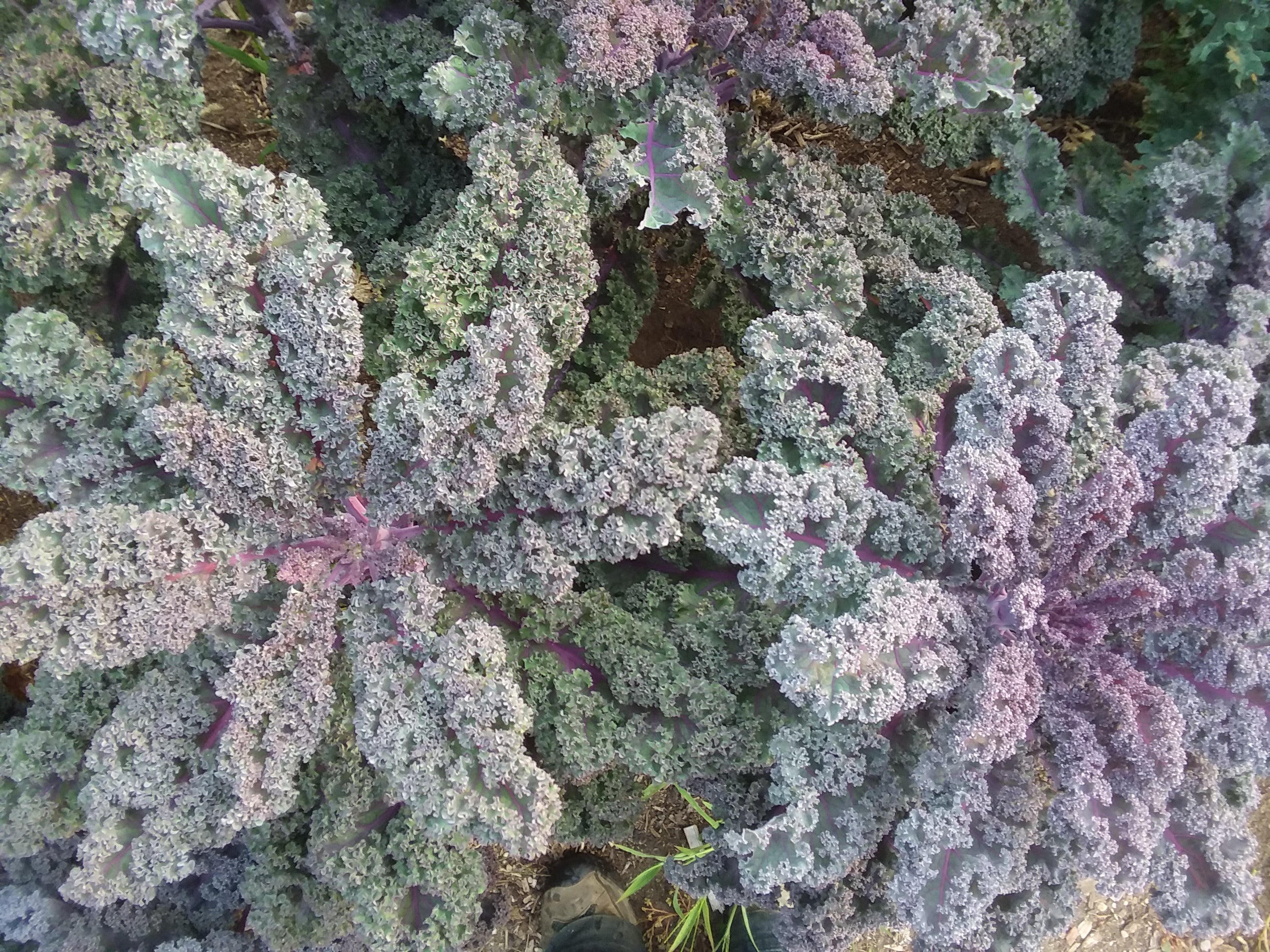 Kale, Baltisk Rod Purpulkal – Snake River Seed Cooperative