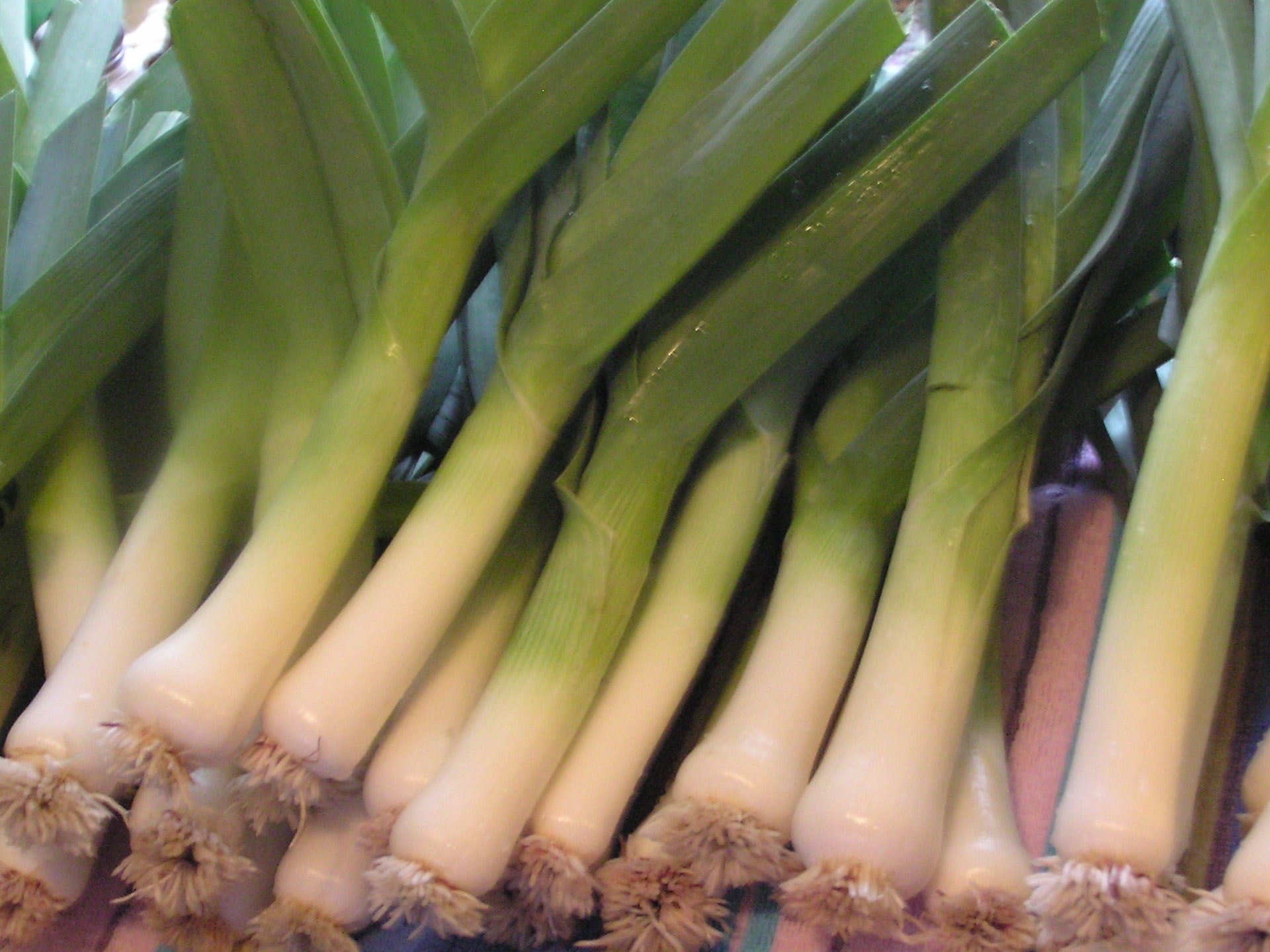 Leek, American Flag – Snake River Seed Cooperative