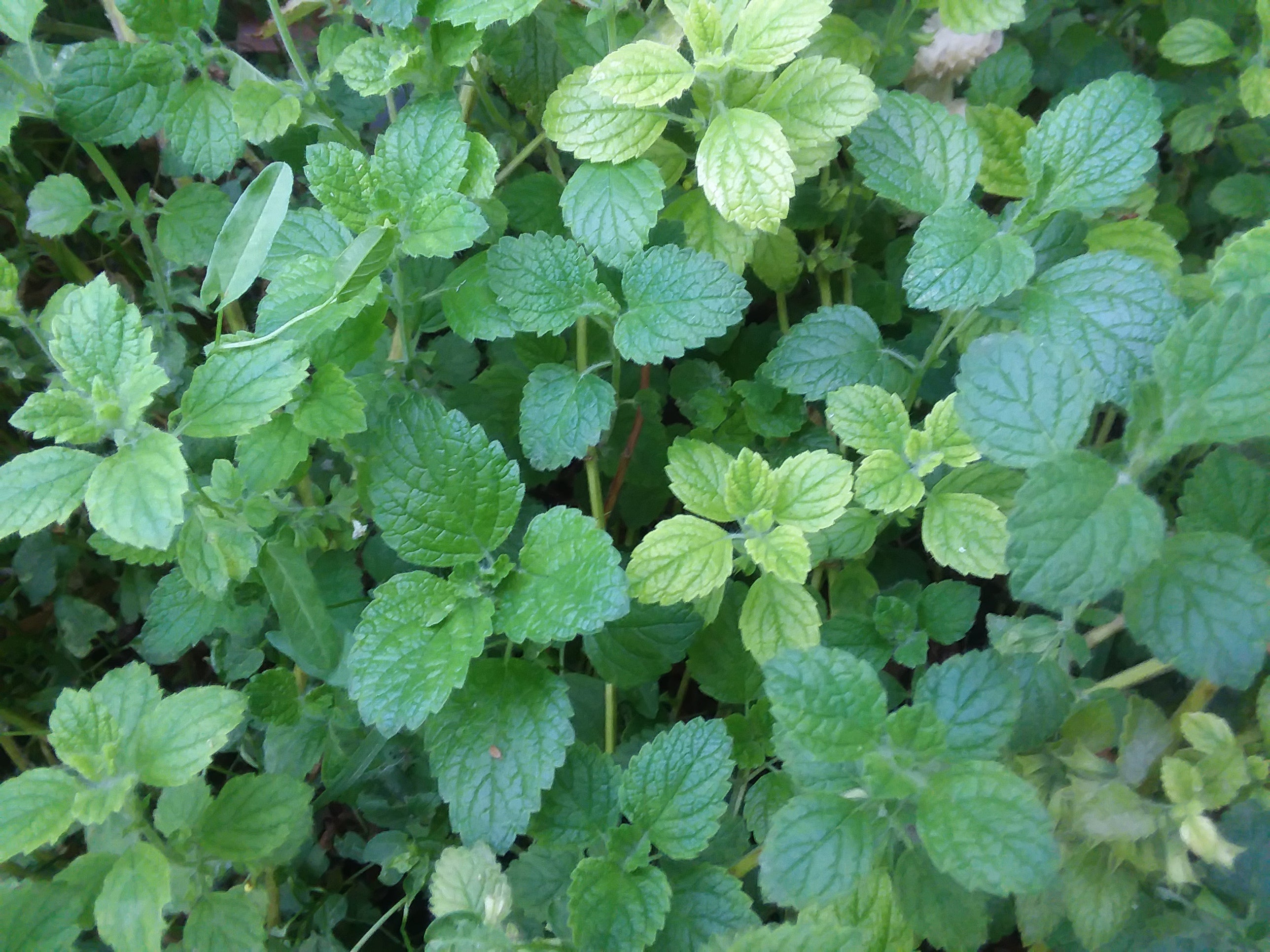 Lemon Balm – Snake River Seed Cooperative