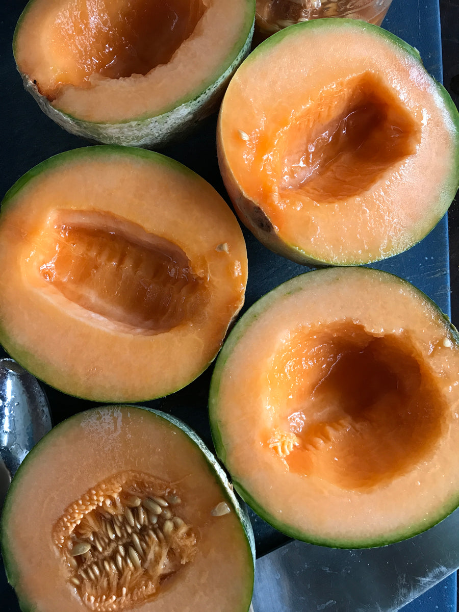 Melon, Emerald Gem – Snake River Seed Cooperative