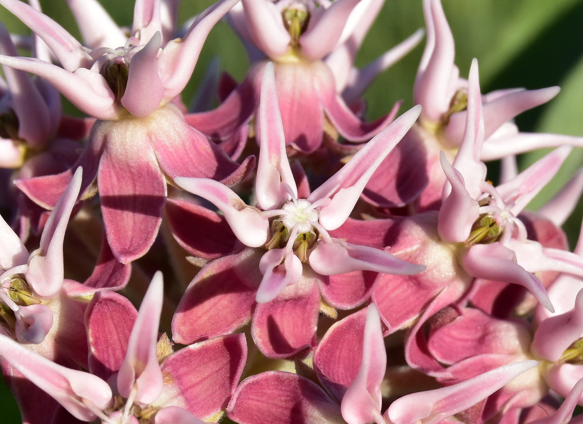 Milkweed, Showy – Snake River Seed Cooperative