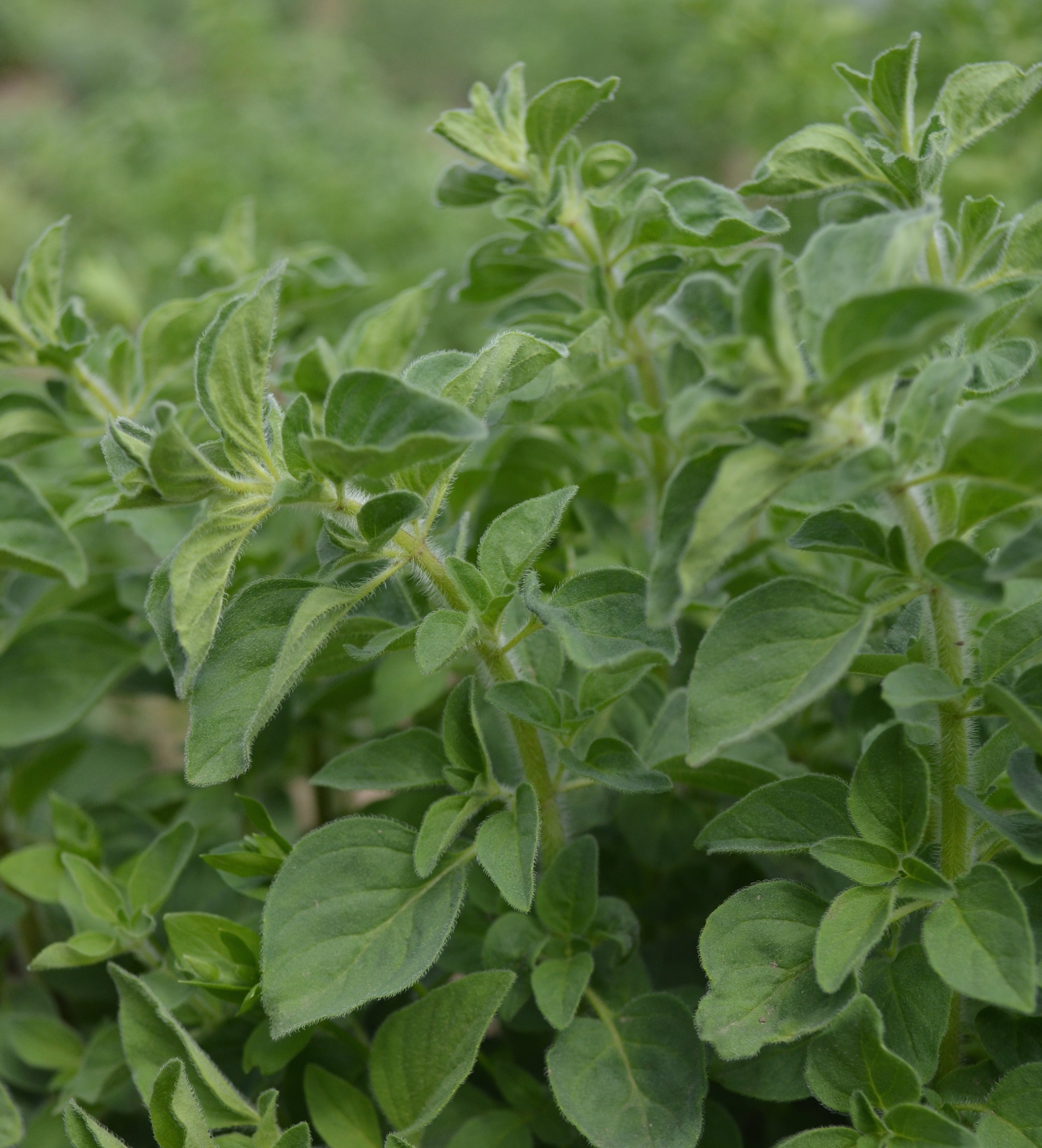Oregano Greek – Snake River Seed Cooperative