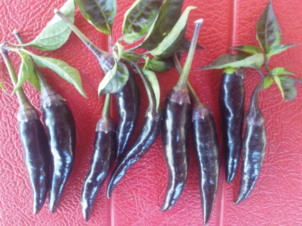Pepper, Purple Cayenne – Snake River Seed Cooperative