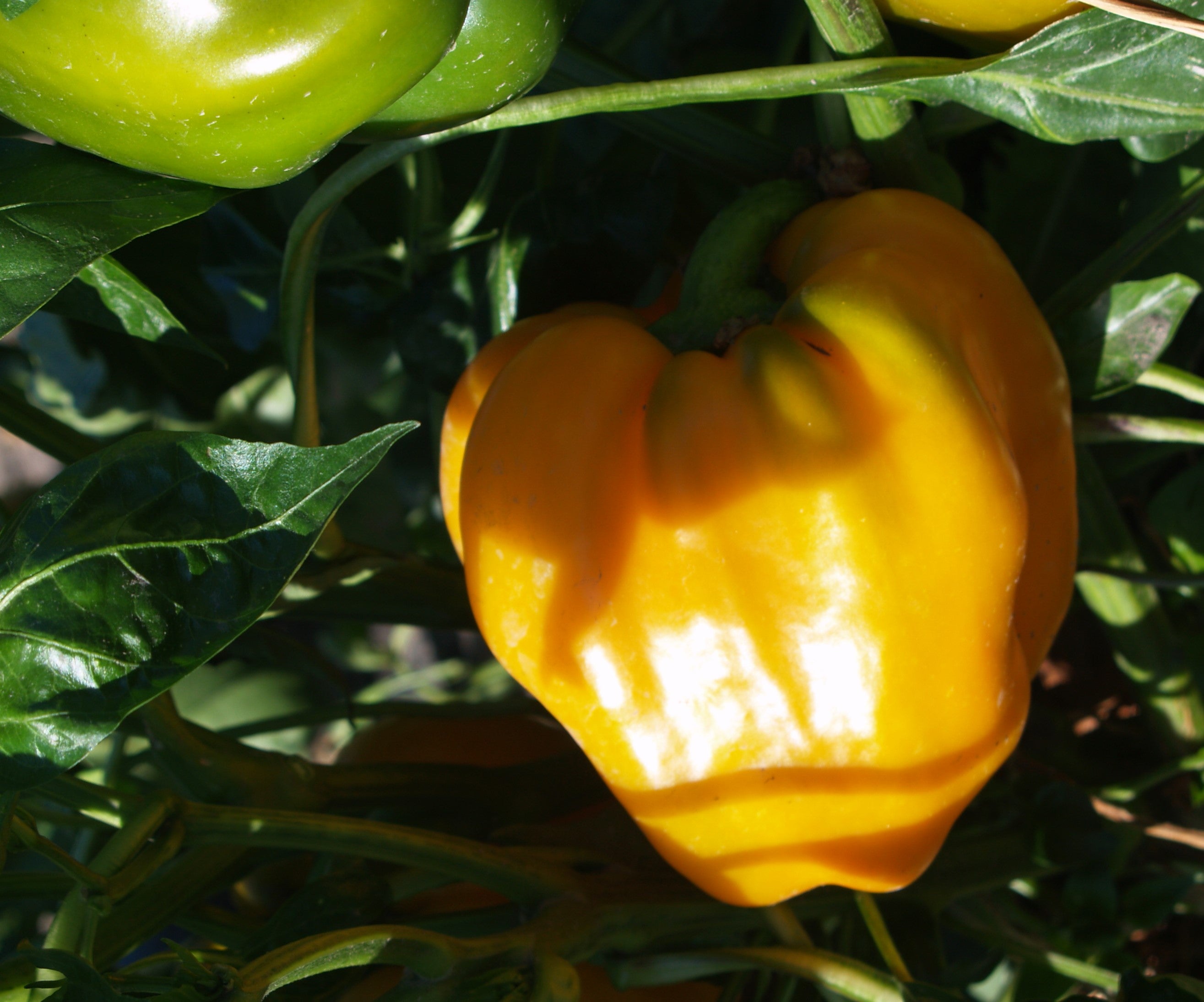 Pepper, California Golden Wonder Bell – Snake River Seed Cooperative