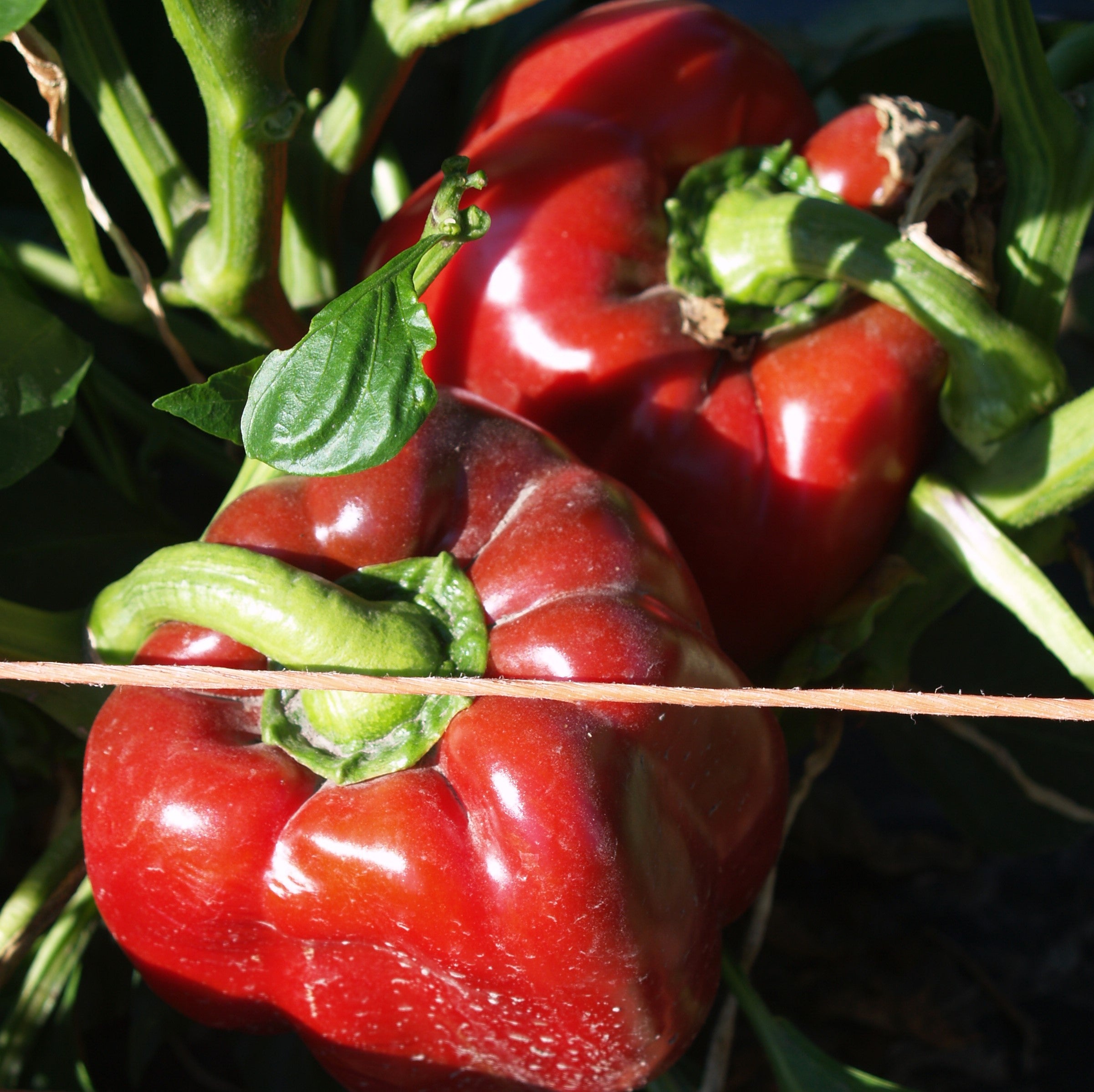 Pepper, California Red Wonder Bell – Snake River Seed Cooperative