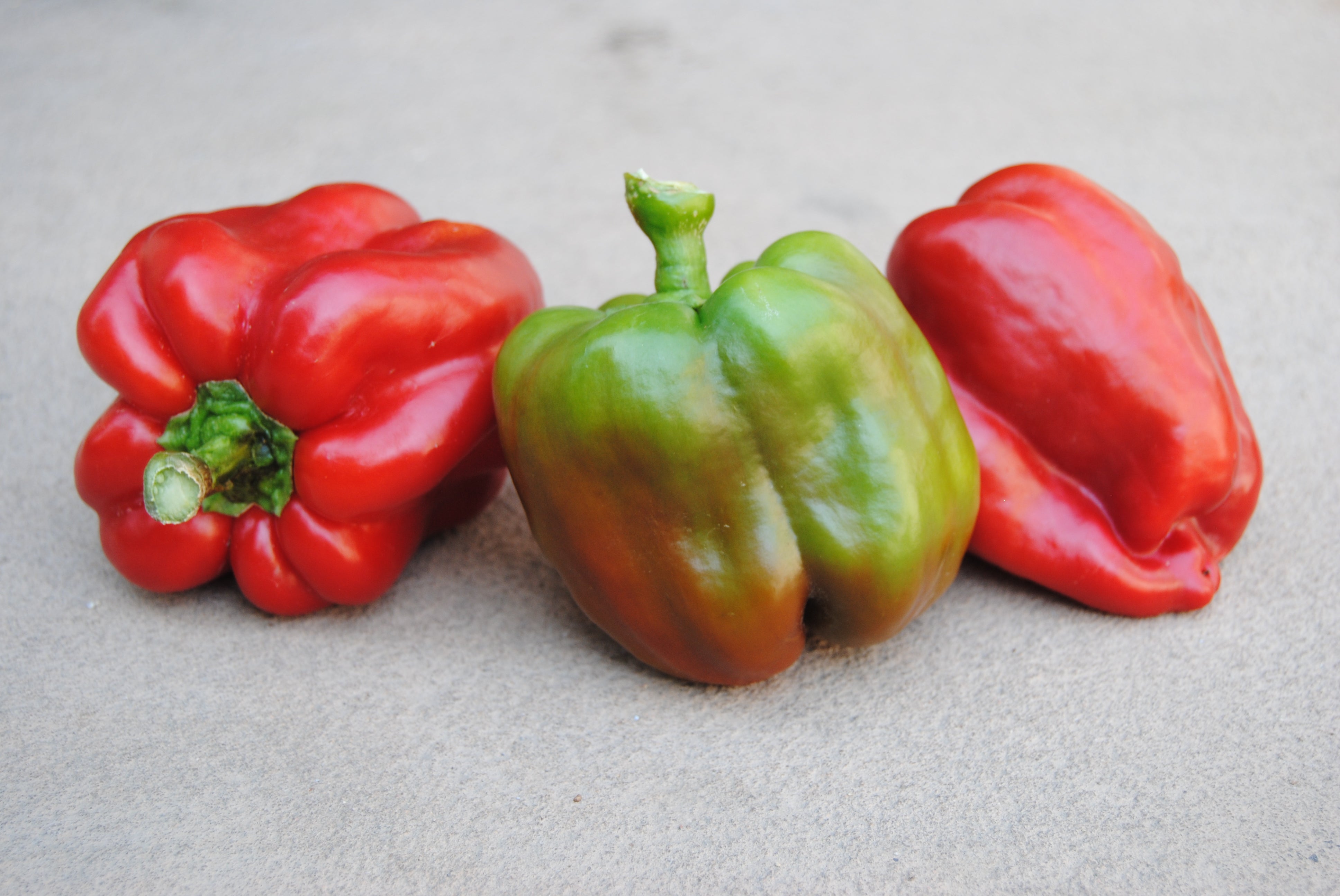 Pepper, King of the North – Snake River Seed Cooperative