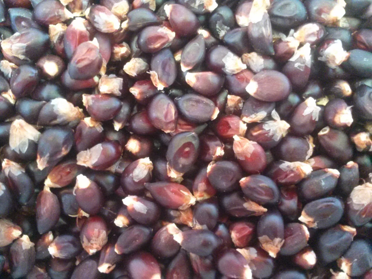 Corn, Dakota Black Popcorn – Snake River Seed Cooperative