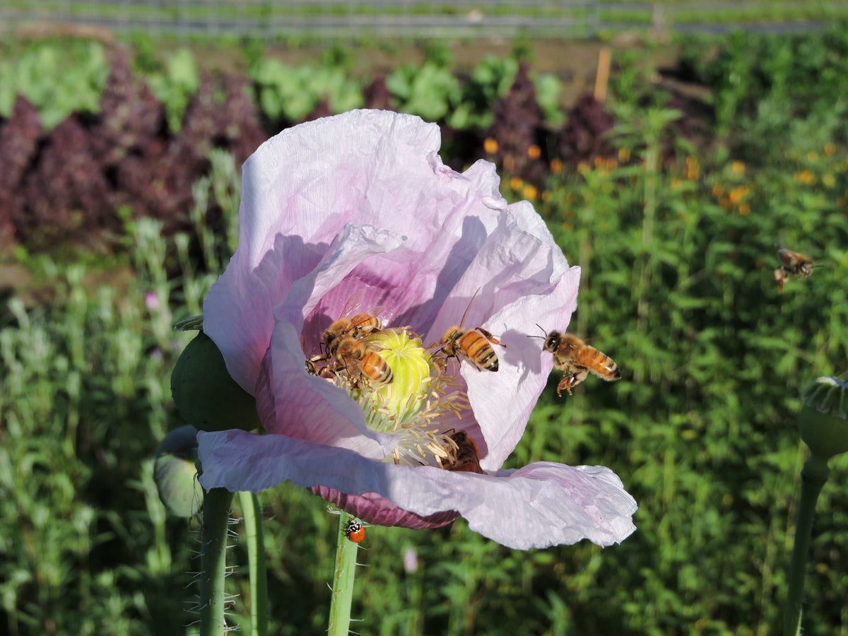 Poppy, Elka White Breadseed – Snake River Seed Cooperative
