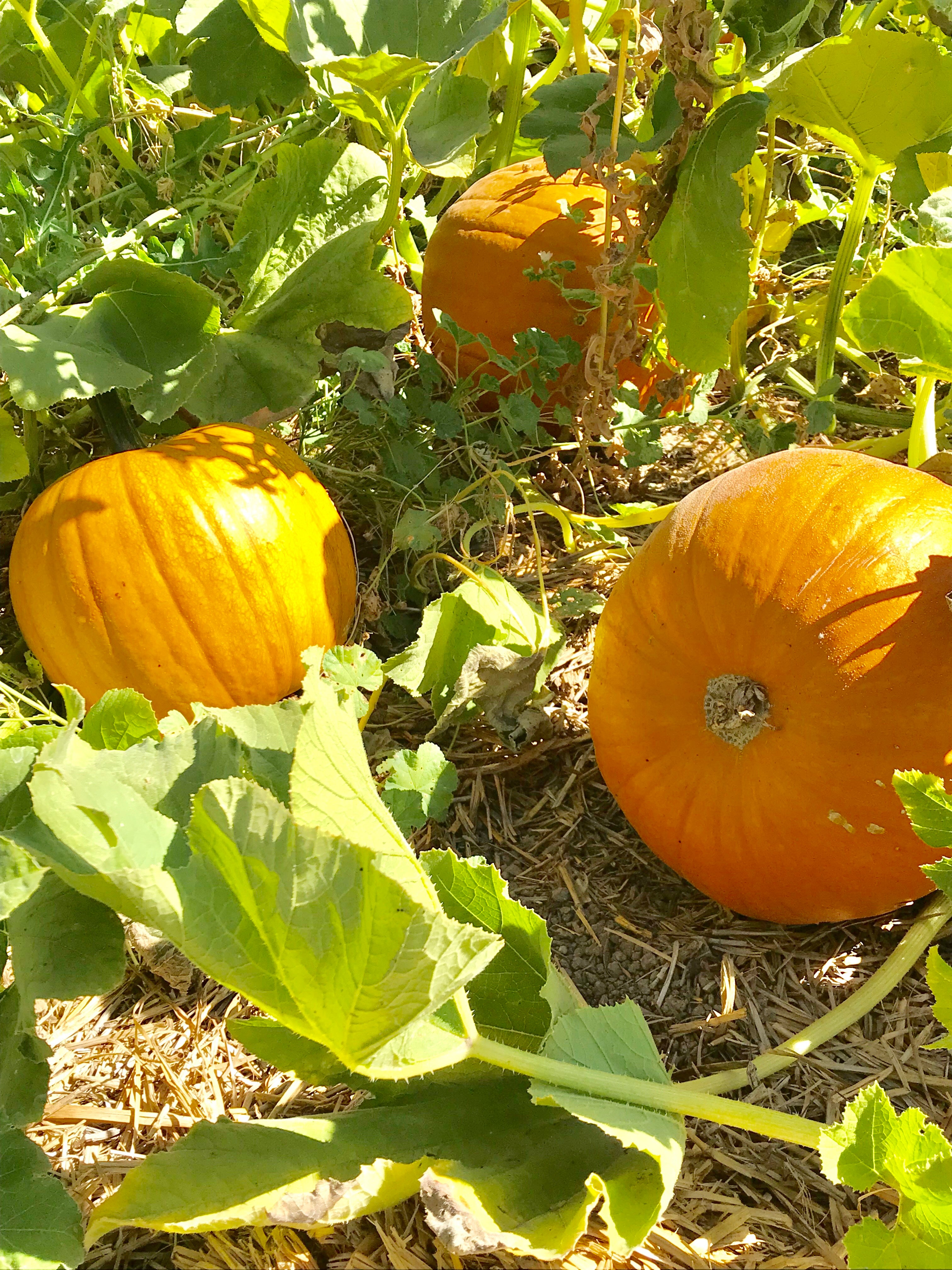 Pumpkin, Jack-O-Lantern – Snake River Seed Cooperative