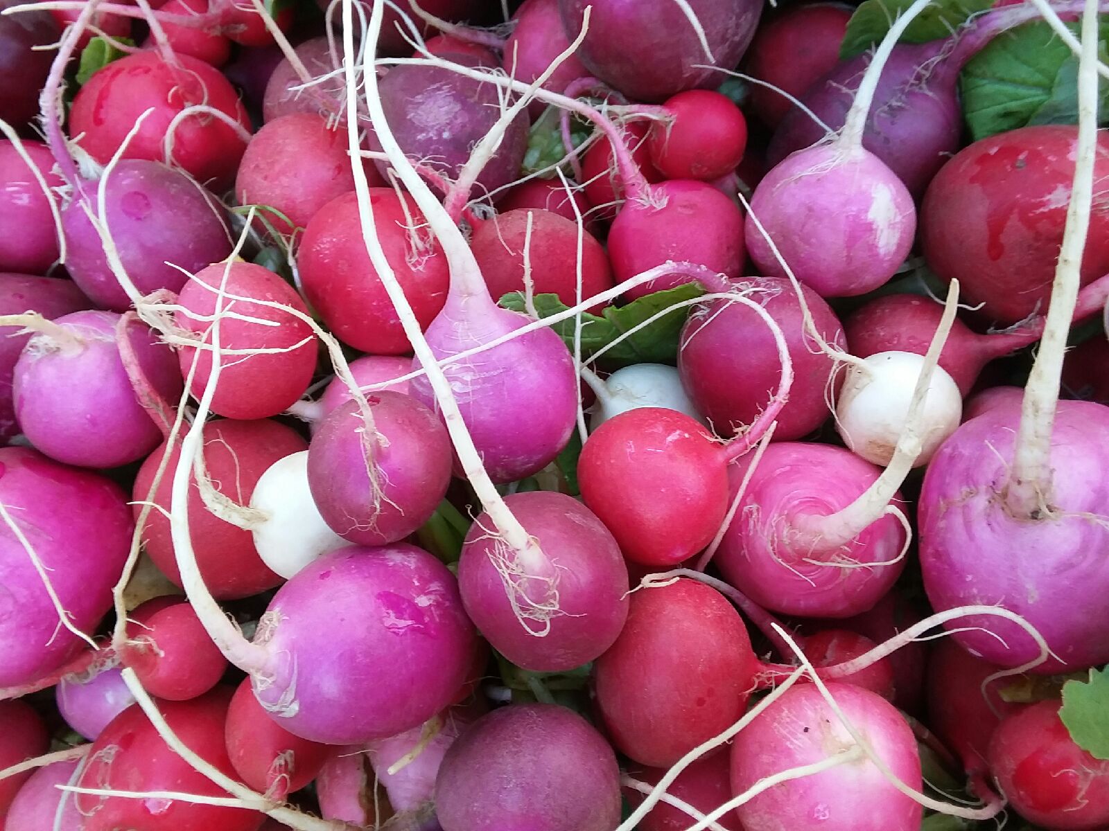 Radish, Easter Egg Mix – Snake River Seed Cooperative