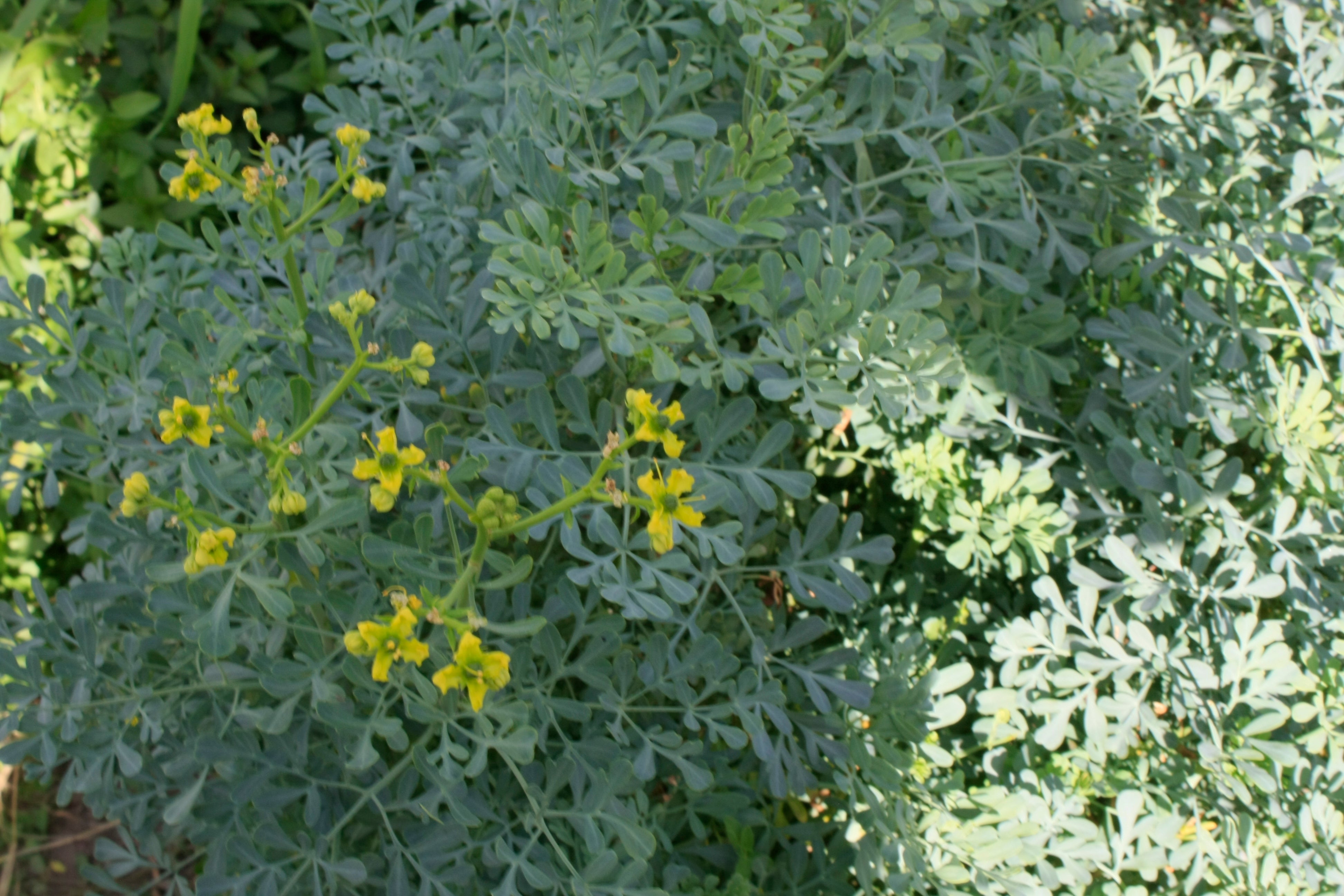 Rue, Herb-of-Grace – Snake River Seed Cooperative