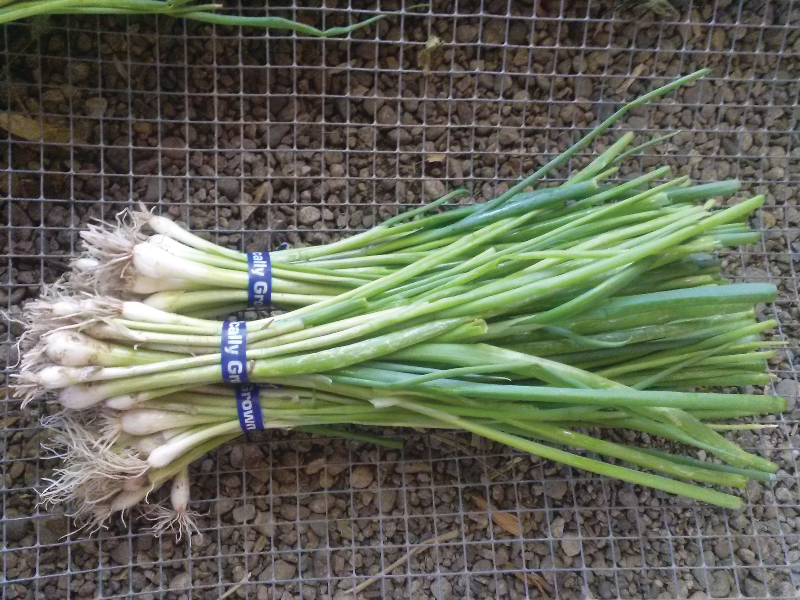Scallion – Snake River Seed Cooperative