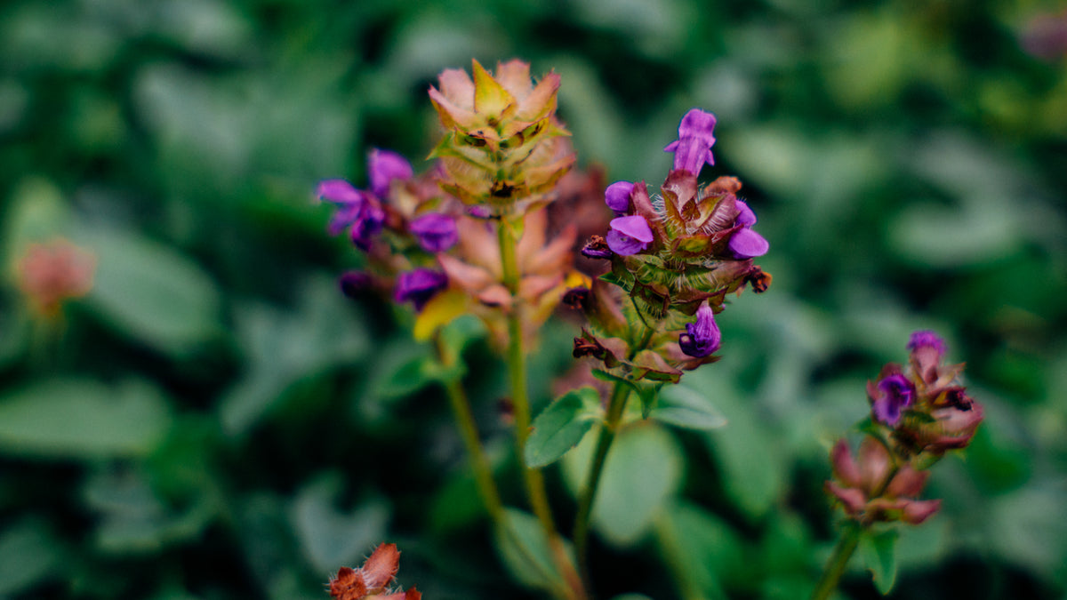 Self-Heal – Snake River Seed Cooperative