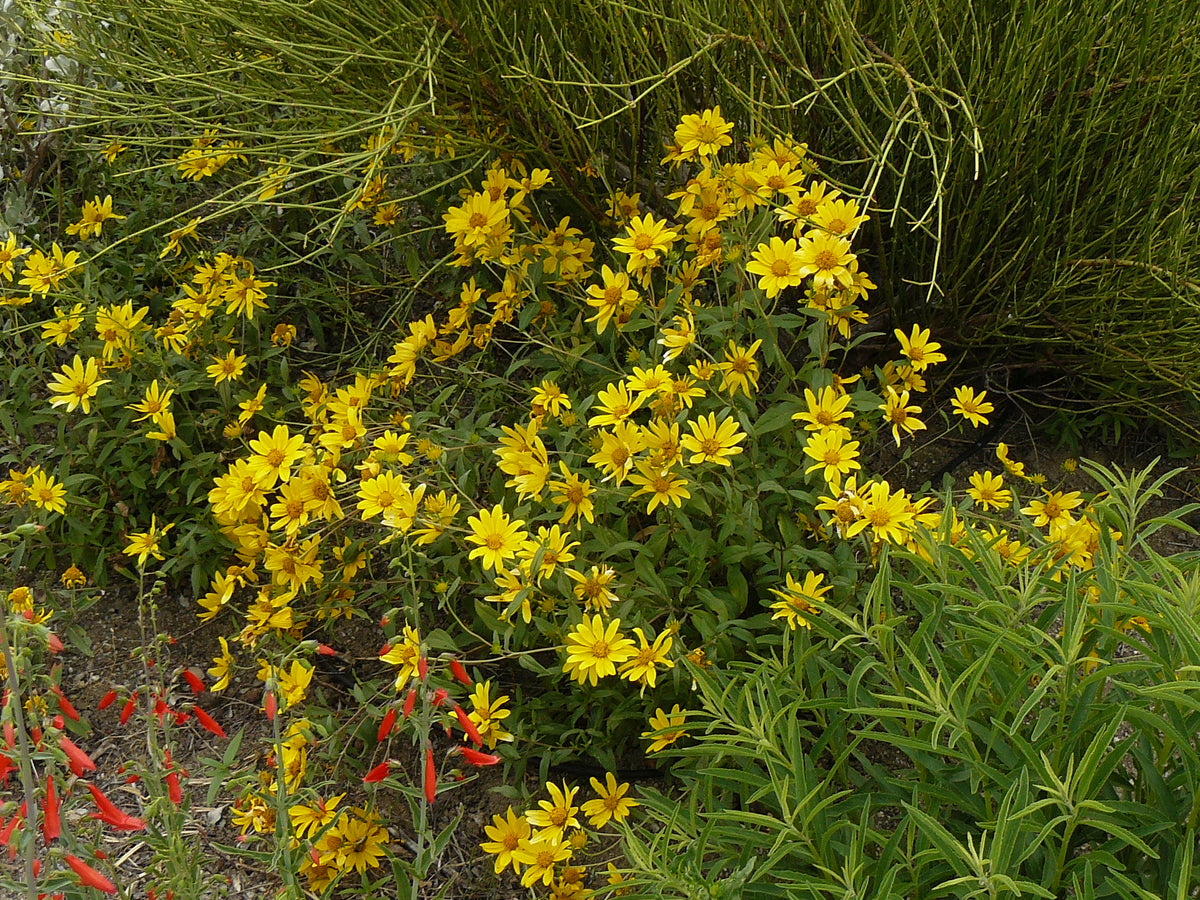Showy Goldeneye – Snake River Seed Cooperative