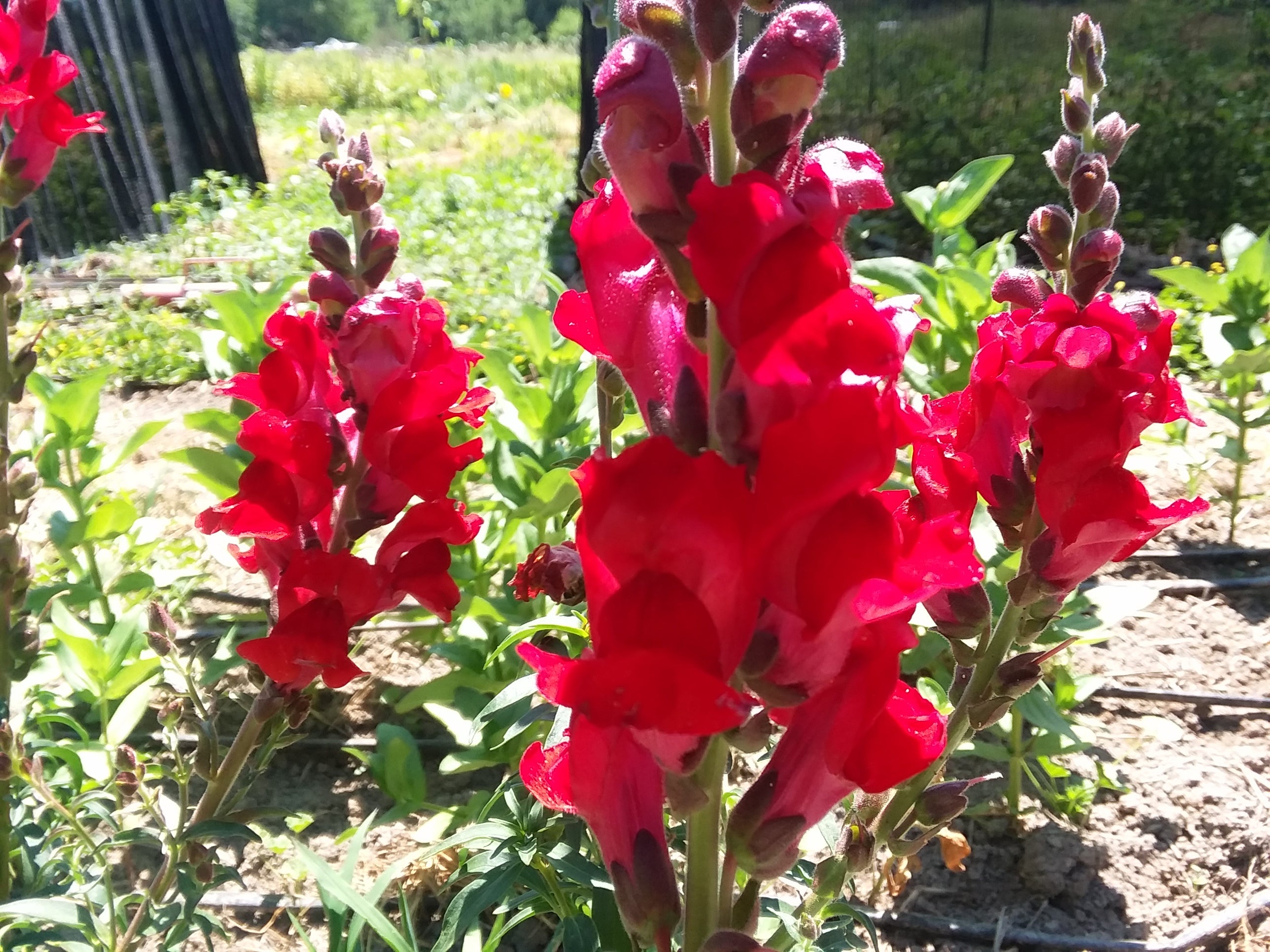 Snapdragon, Red – Snake River Seed Cooperative