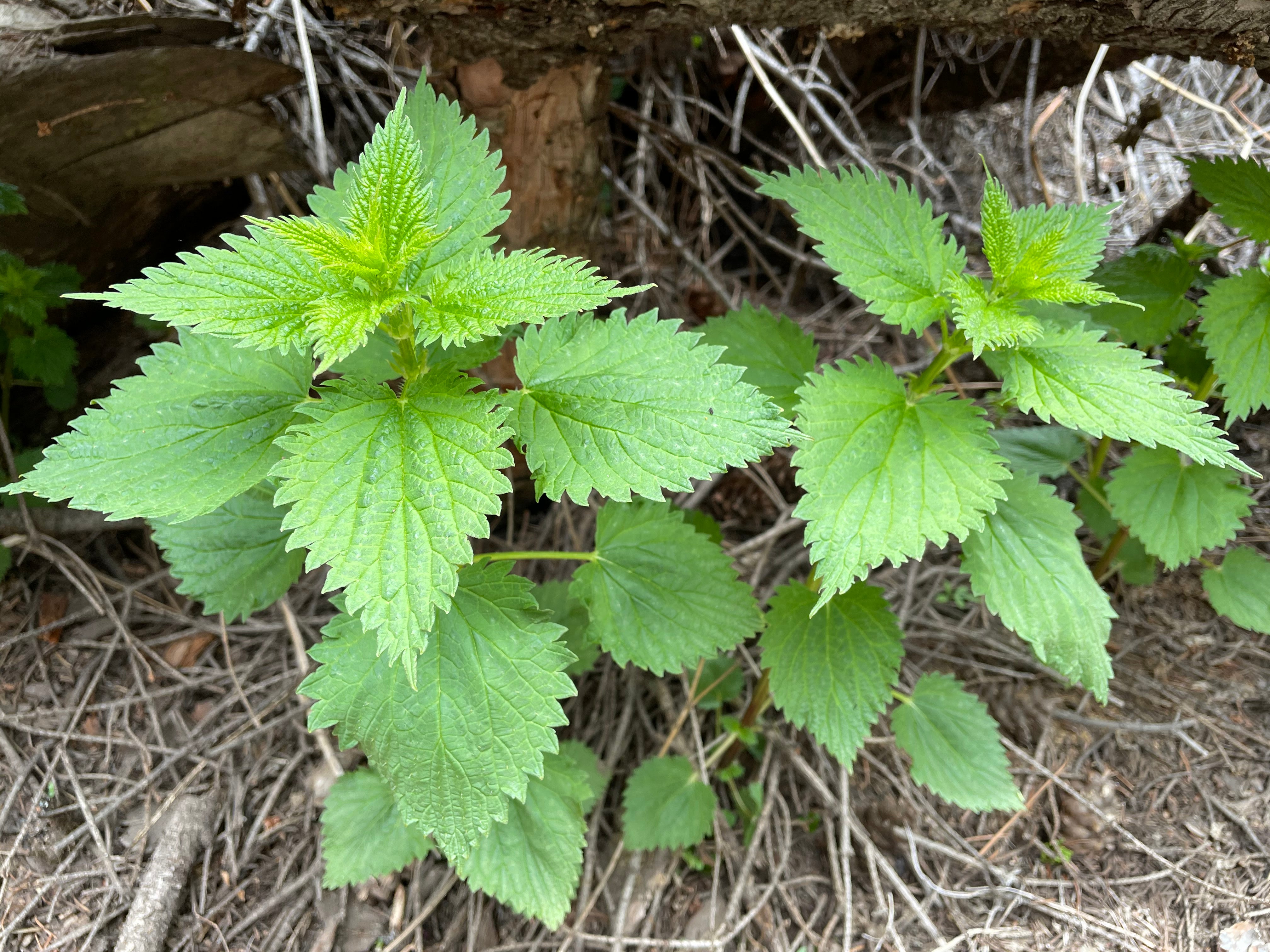 Nettles, Stinging – Snake River Seed Cooperative