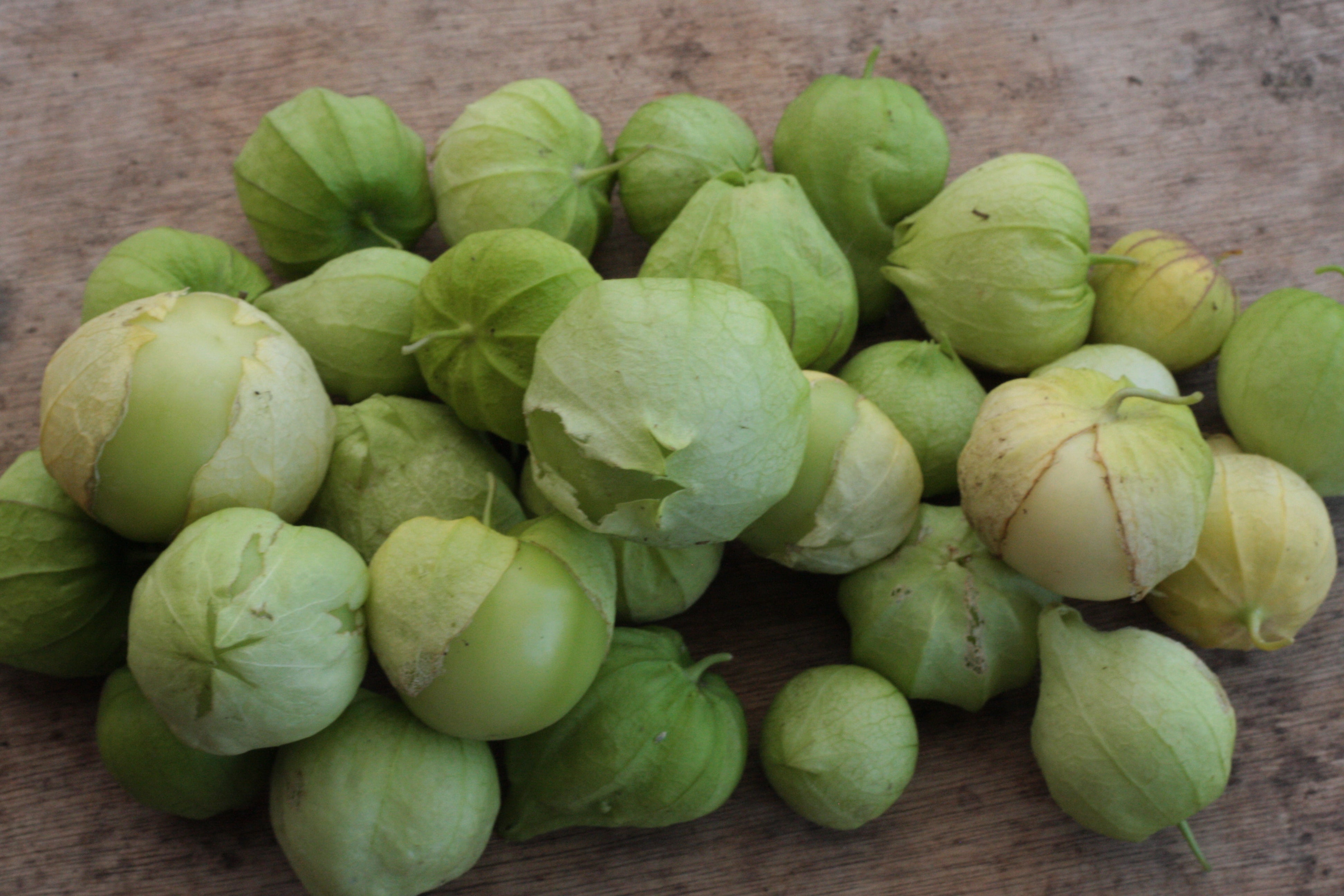 Tomatillo – Snake River Seed Cooperative