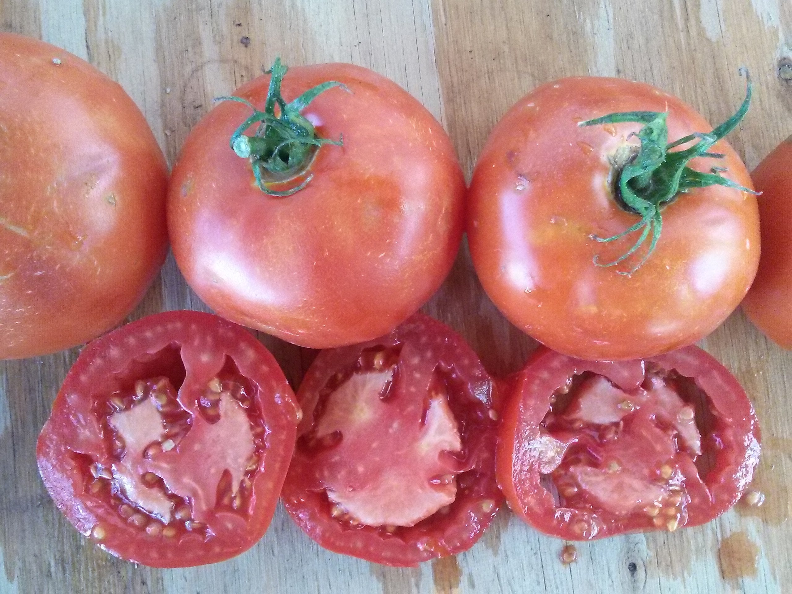 Tomato, Boxcar Willie – Snake River Seed Cooperative