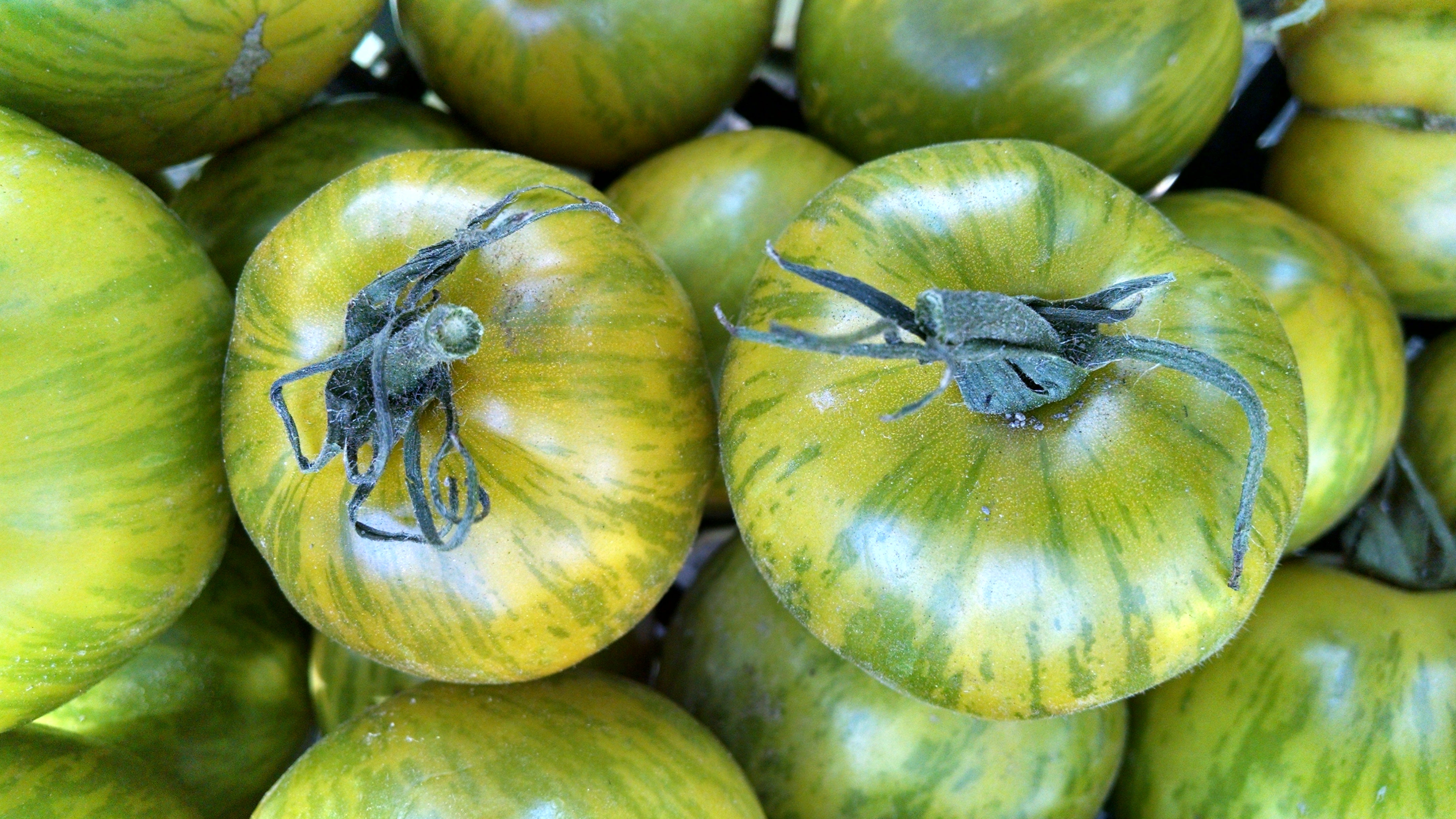 Tomato, Green Zebra – Snake River Seed Cooperative