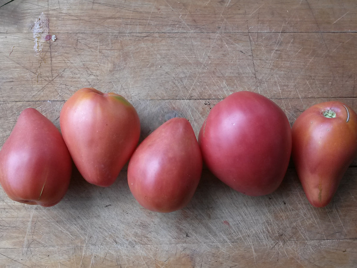 Tomato, Holy Myrrhbearer – Snake River Seed Cooperative