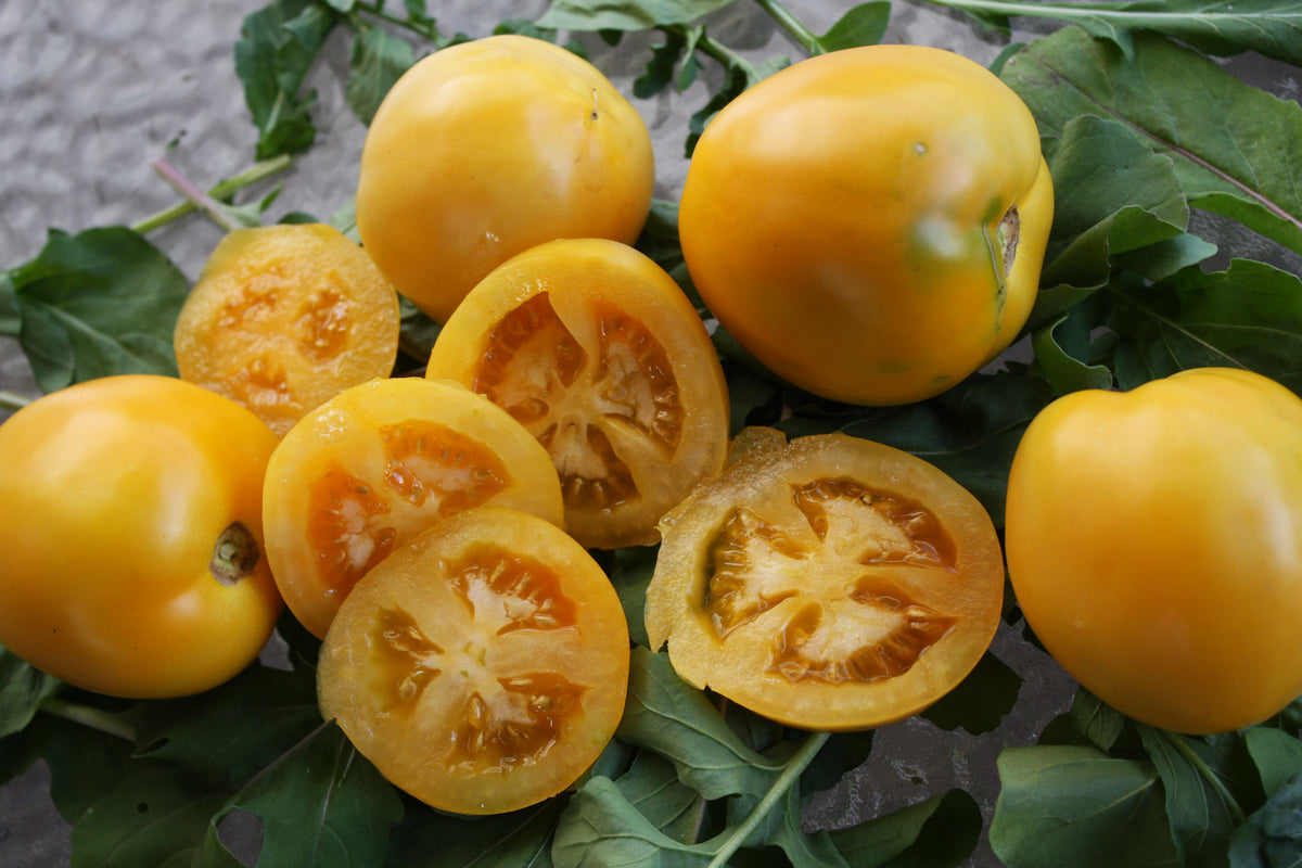 Tomato, Moonglow – Snake River Seed Cooperative