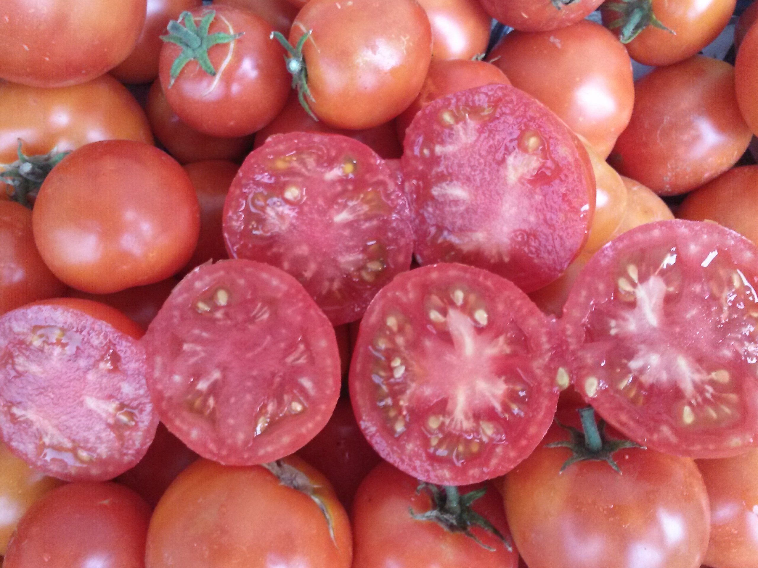 Tomato, Payette – Snake River Seed Cooperative