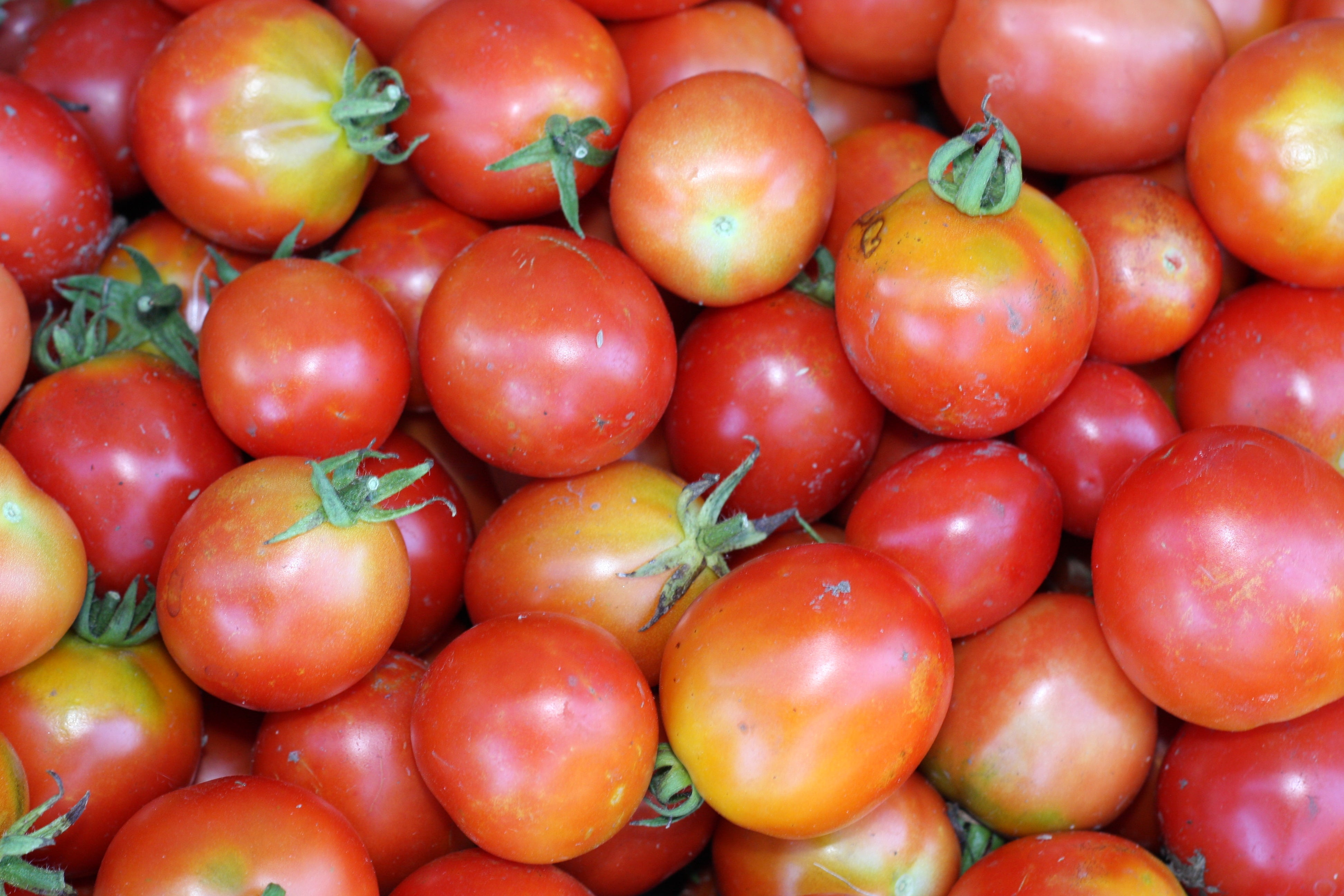 Tomato, Red Siberian – Snake River Seed Cooperative