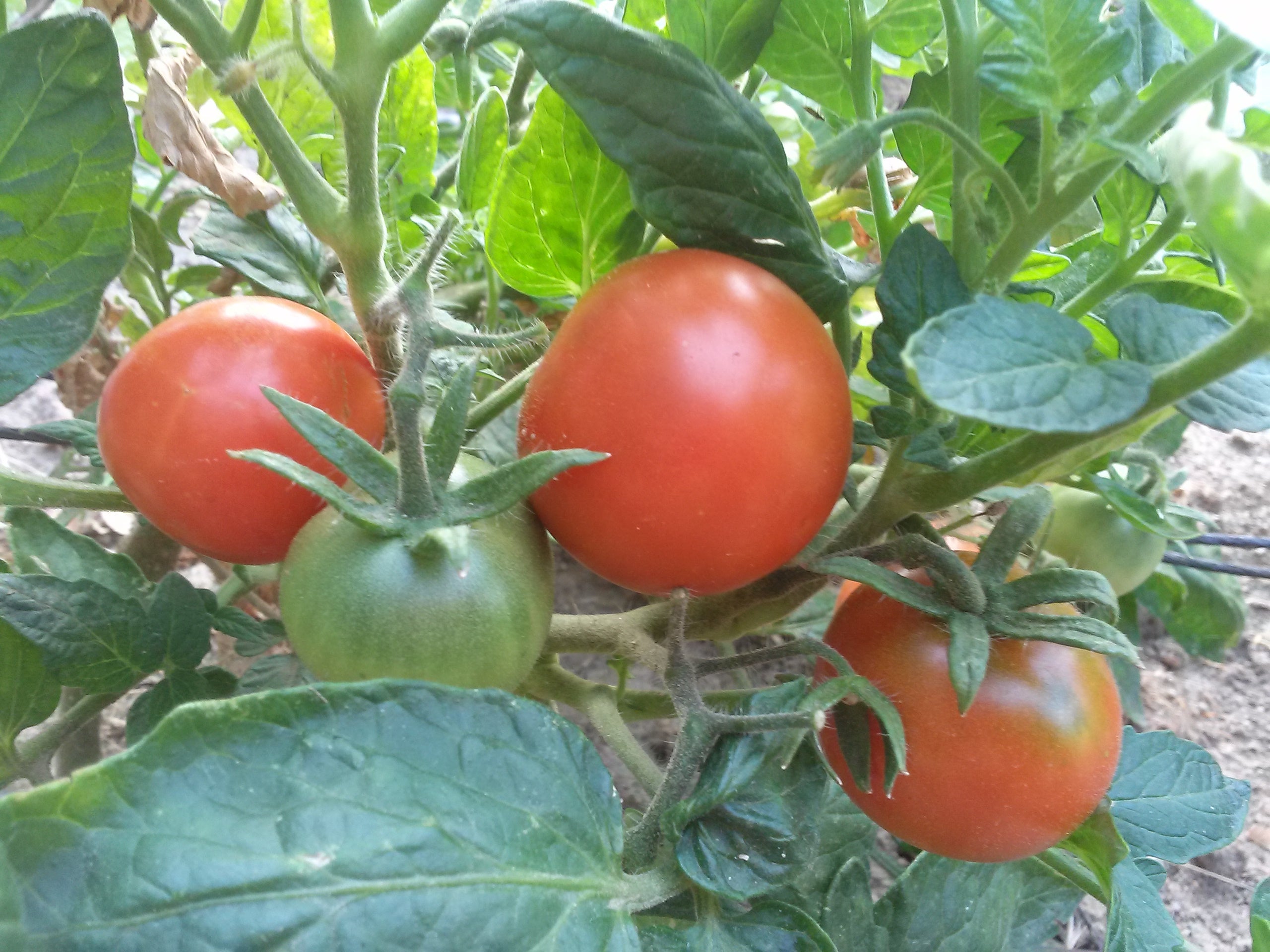 Tomato, Sandpoint – Snake River Seed Cooperative