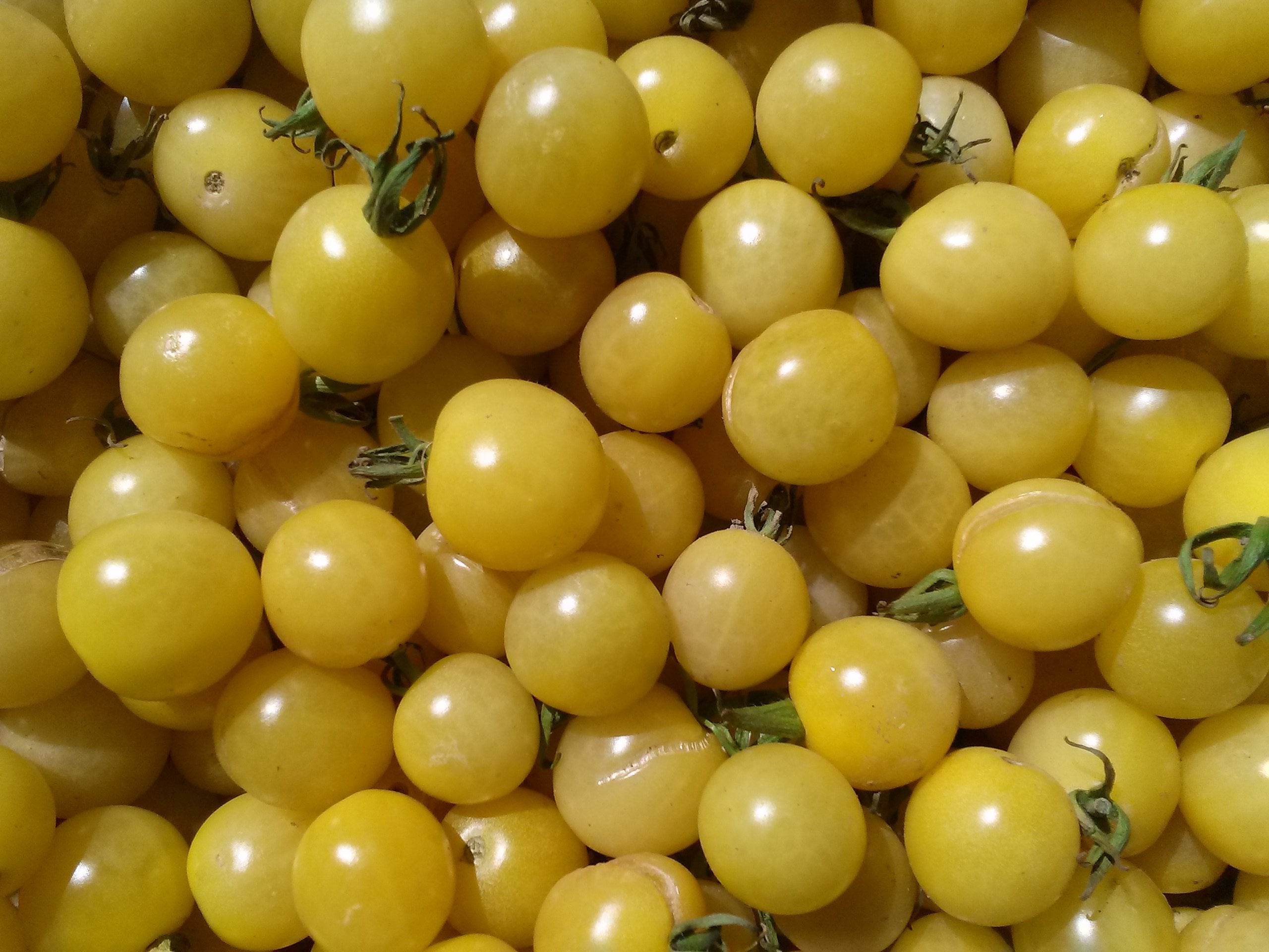 Tomato, Lemon Drop – Snake River Seed Cooperative
