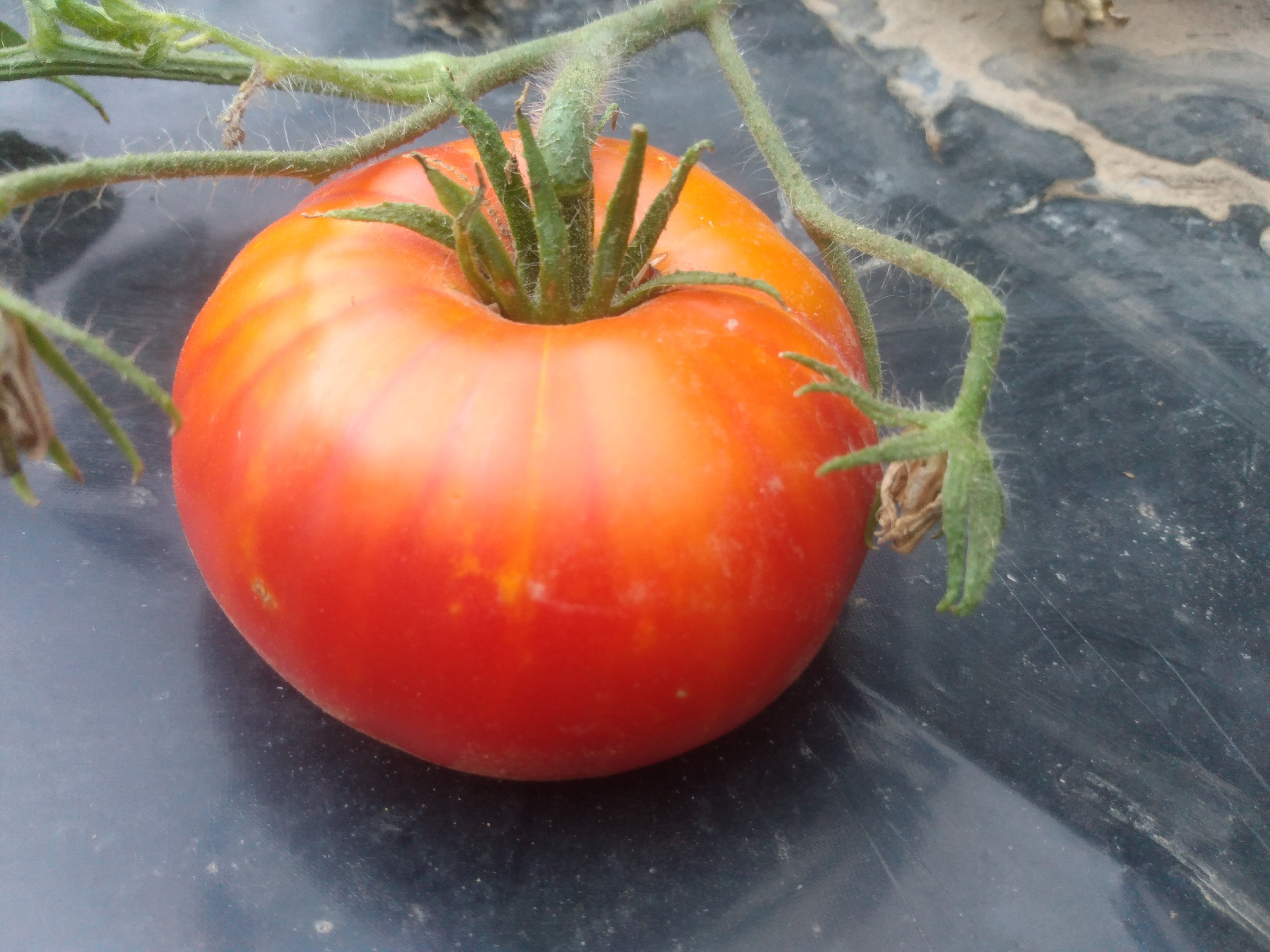 Tomato, Big Hill – Snake River Seed Cooperative
