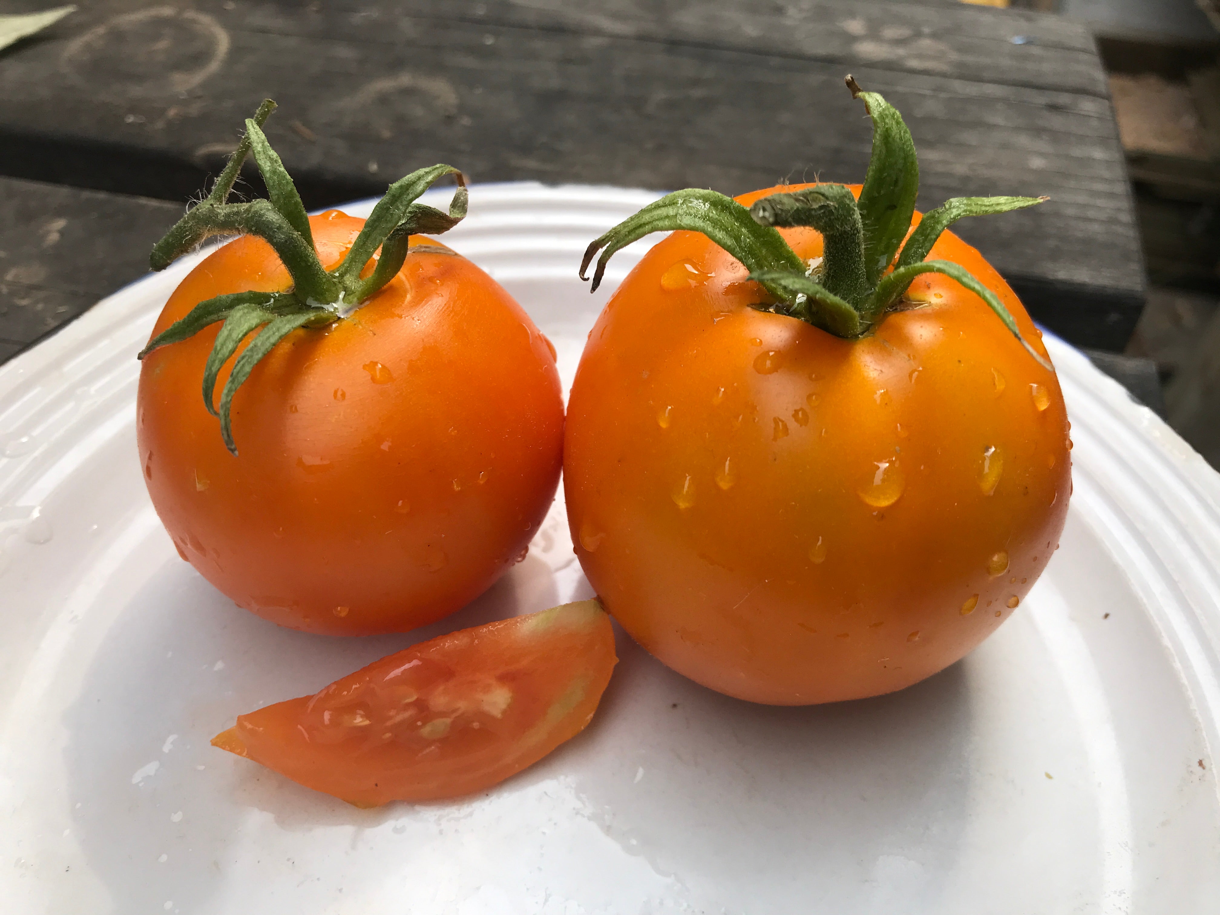 Tomato, Exserted Orange – Snake River Seed Cooperative