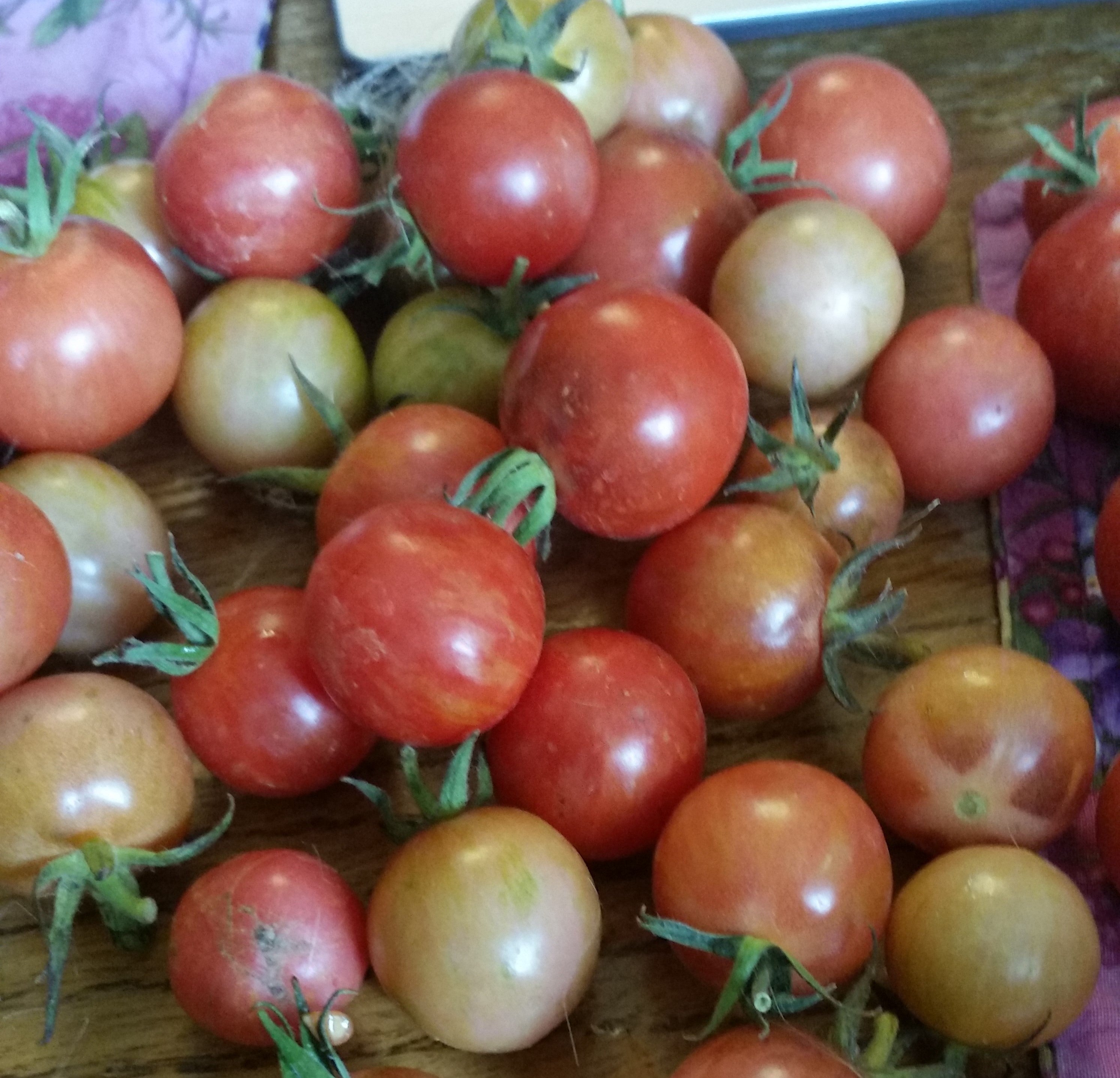 Tomato, Exserted Tiger – Snake River Seed Cooperative