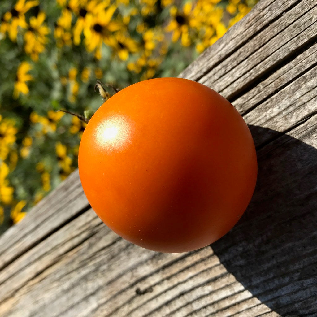 Tomato, Jaune Flamme – Snake River Seed Cooperative