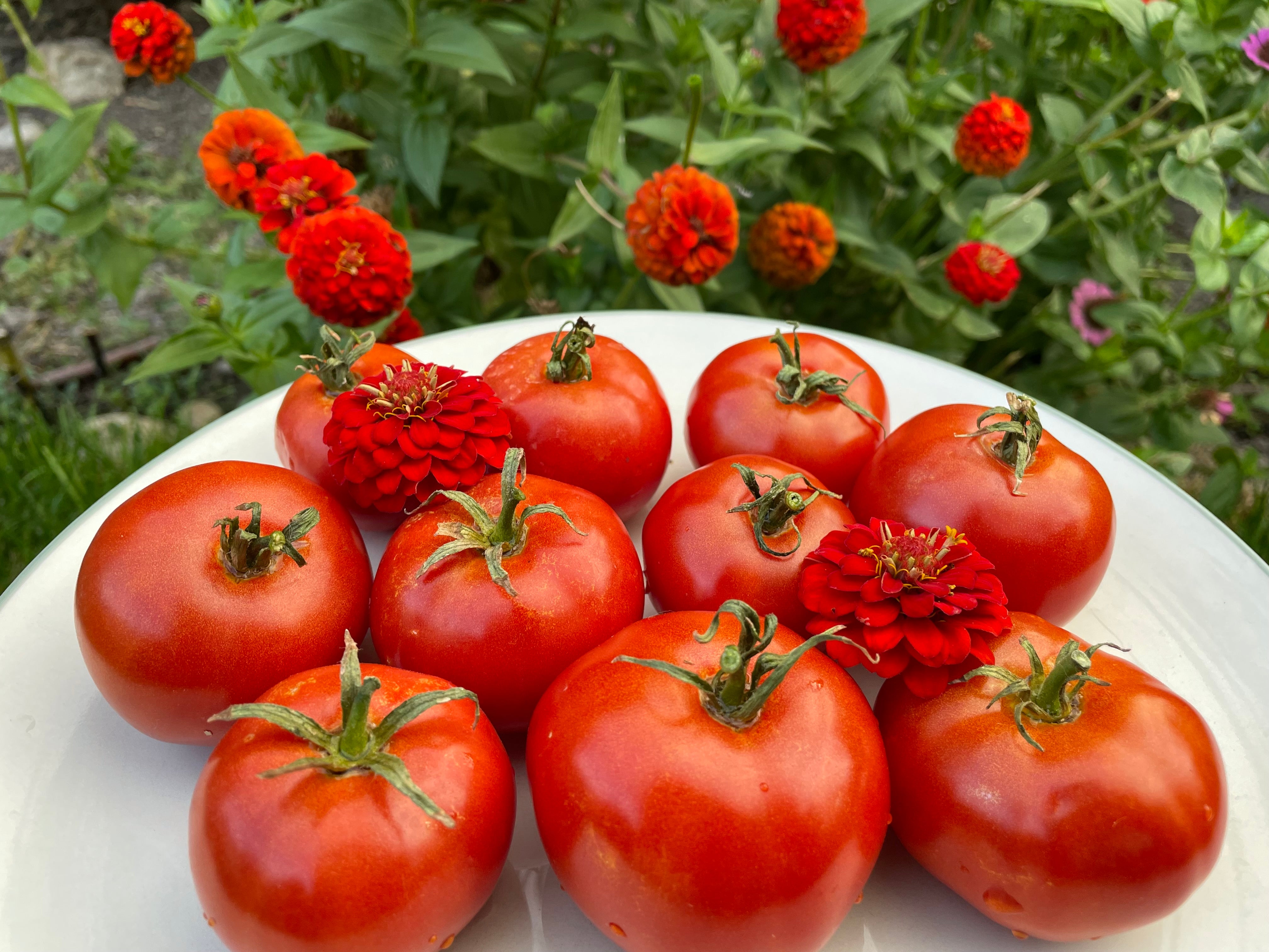 Tomato, Oregon Spring – Snake River Seed Cooperative