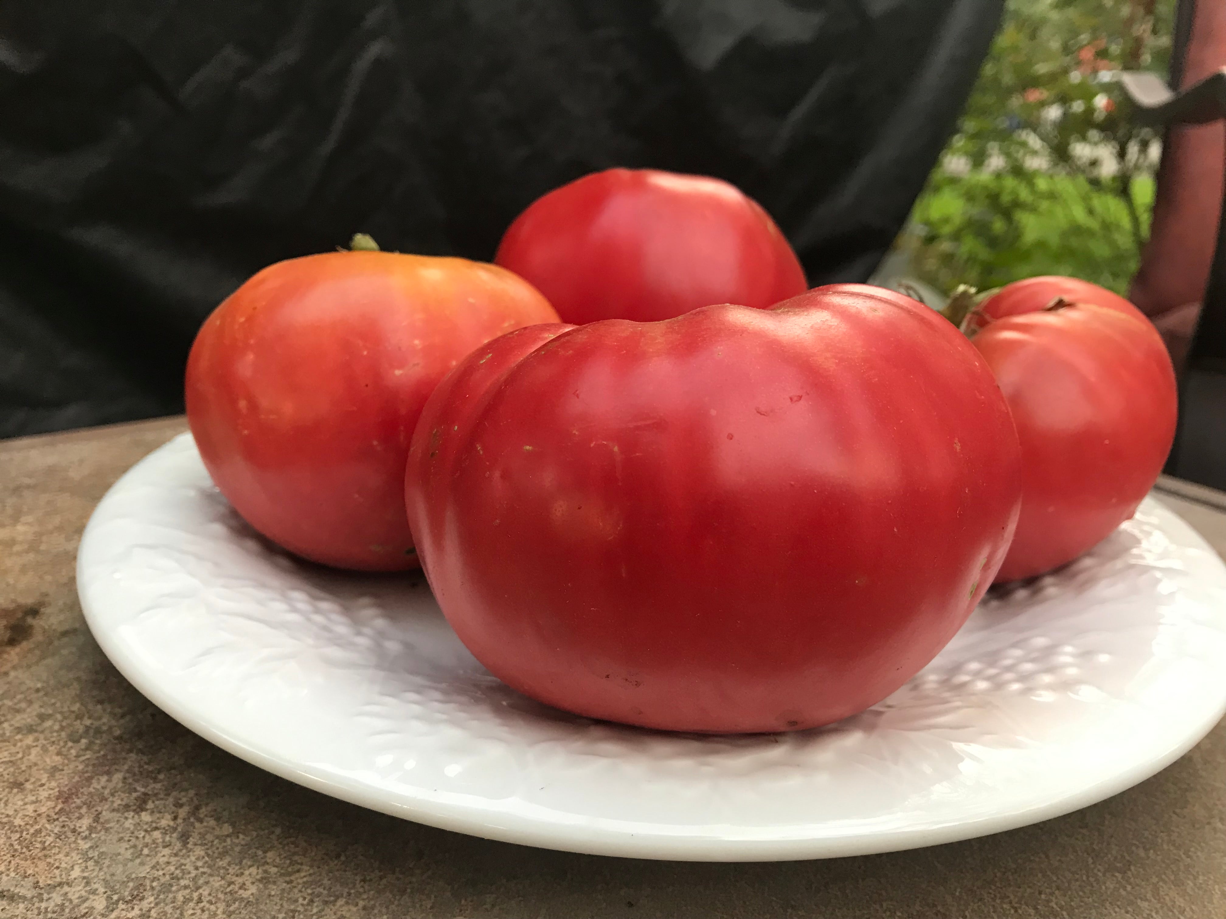 Tomato, Mortgage Lifter – Snake River Seed Cooperative