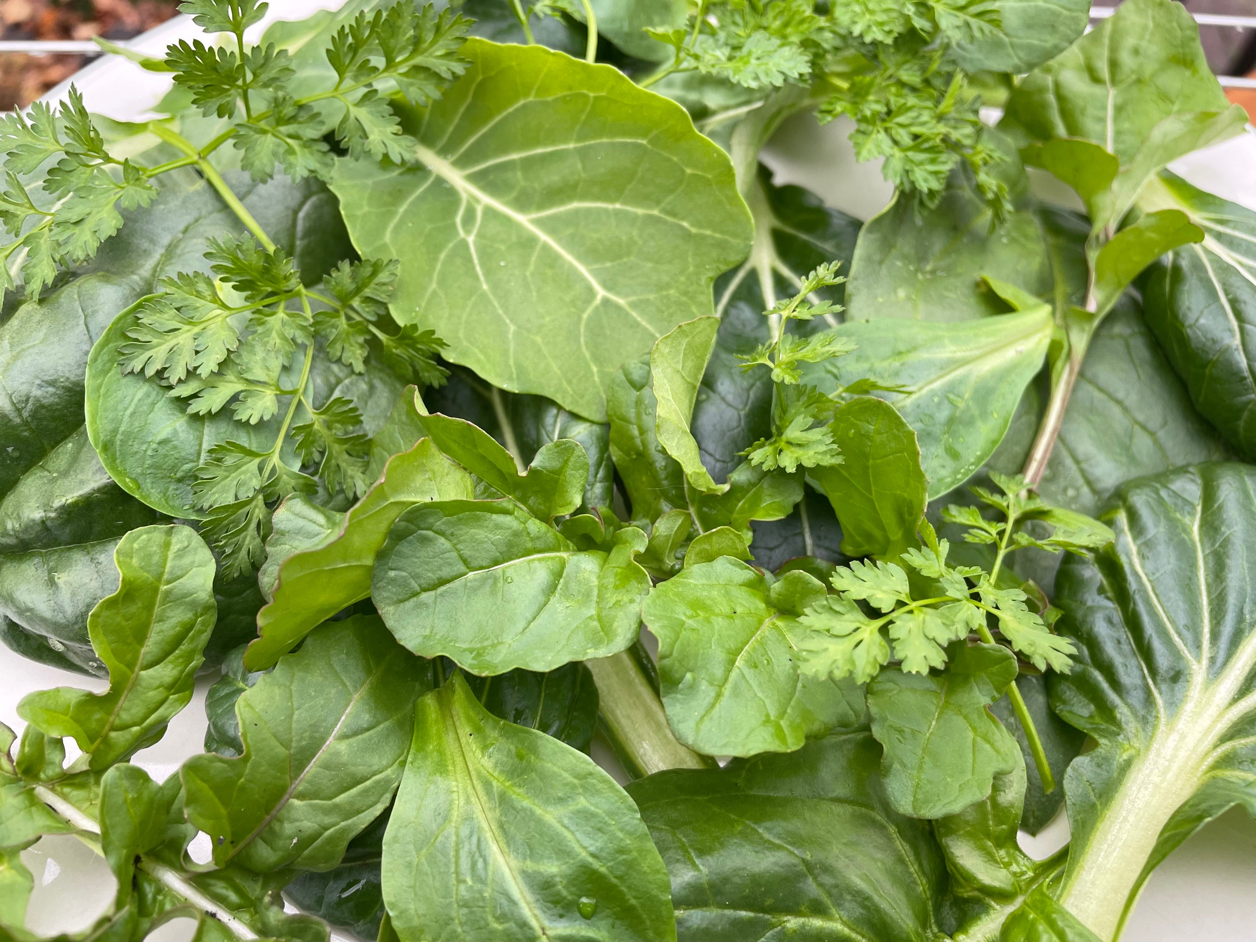 Winter Hardy Greens Mix – Snake River Seed Cooperative