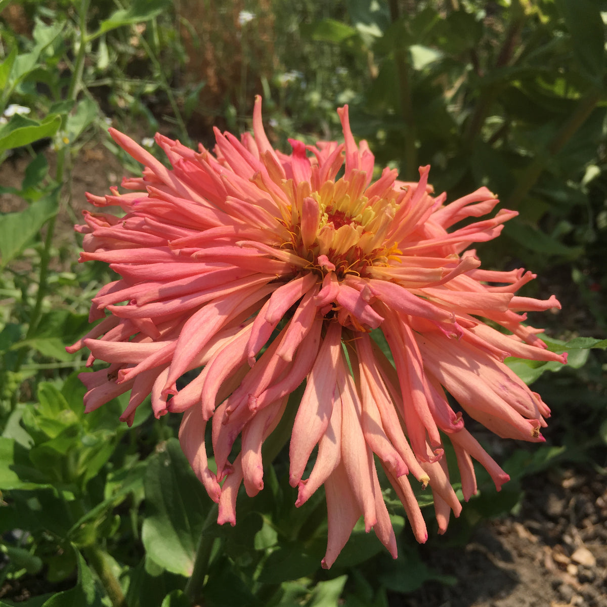 Zinnia, Cactus Flowered – Snake River Seed Cooperative
